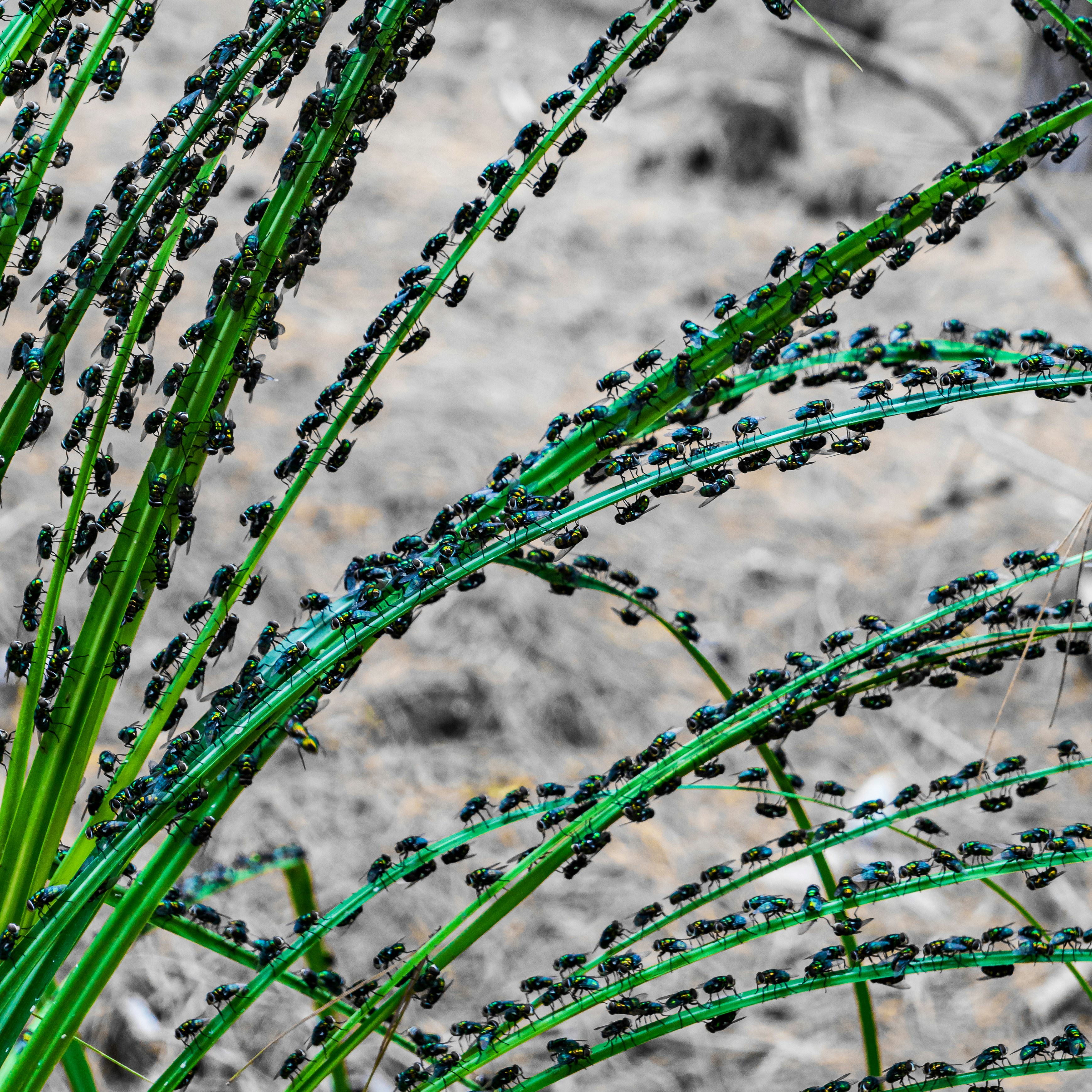 a conglomeration of flies attracted by a rotting cadaver nearby