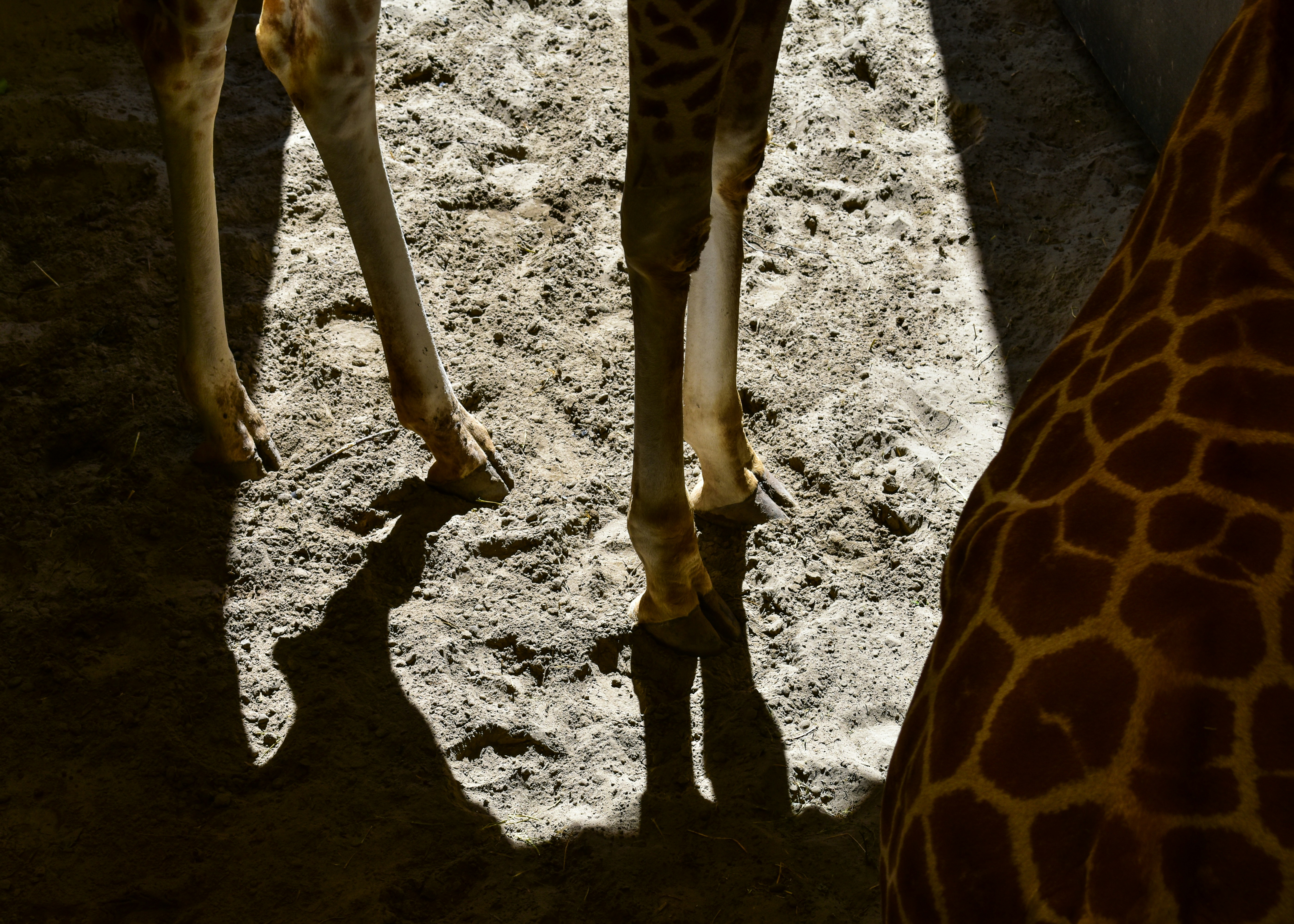 a feet of a giraffe