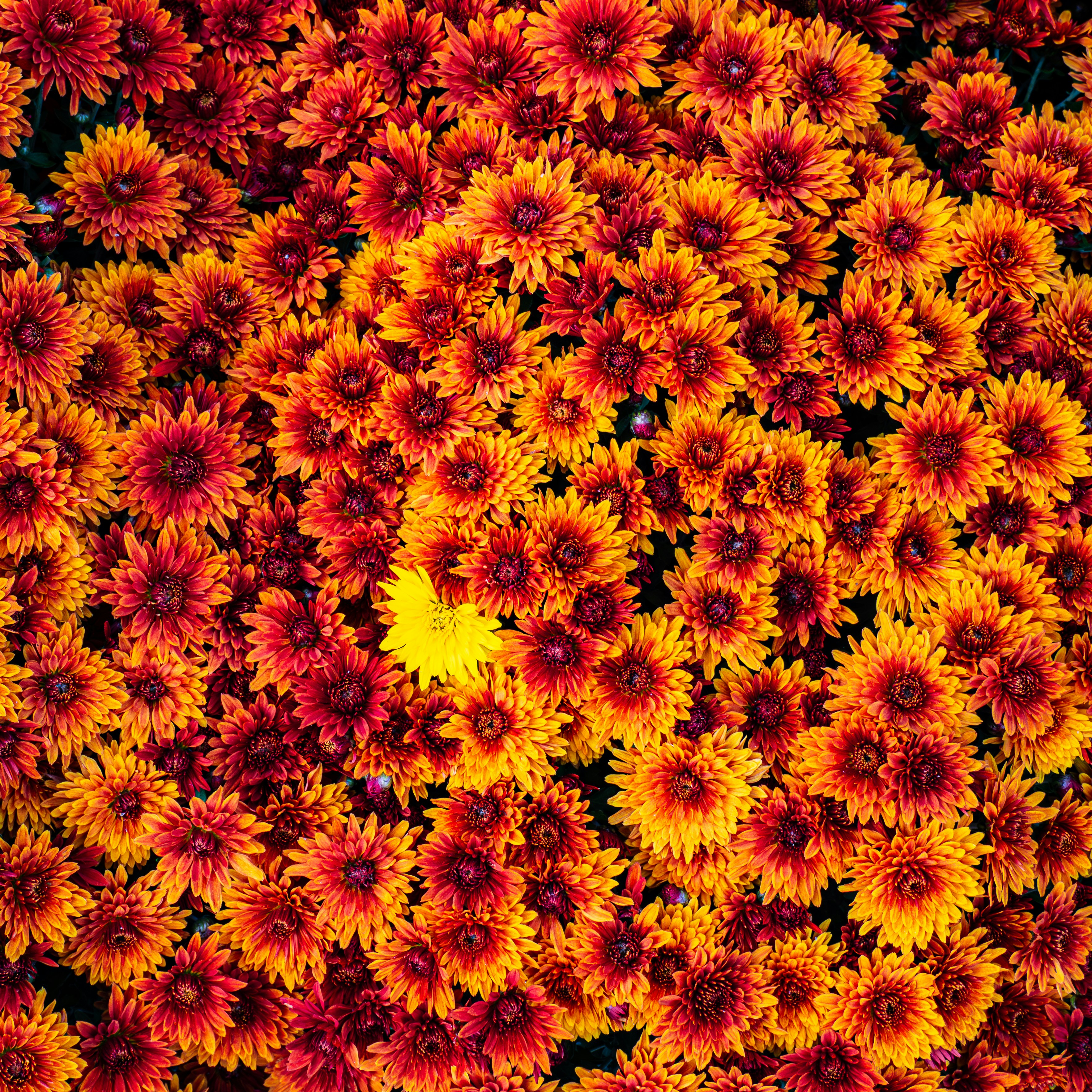 Sunlit Chrysanthemum Bloom: A Sea of Fire and Gold