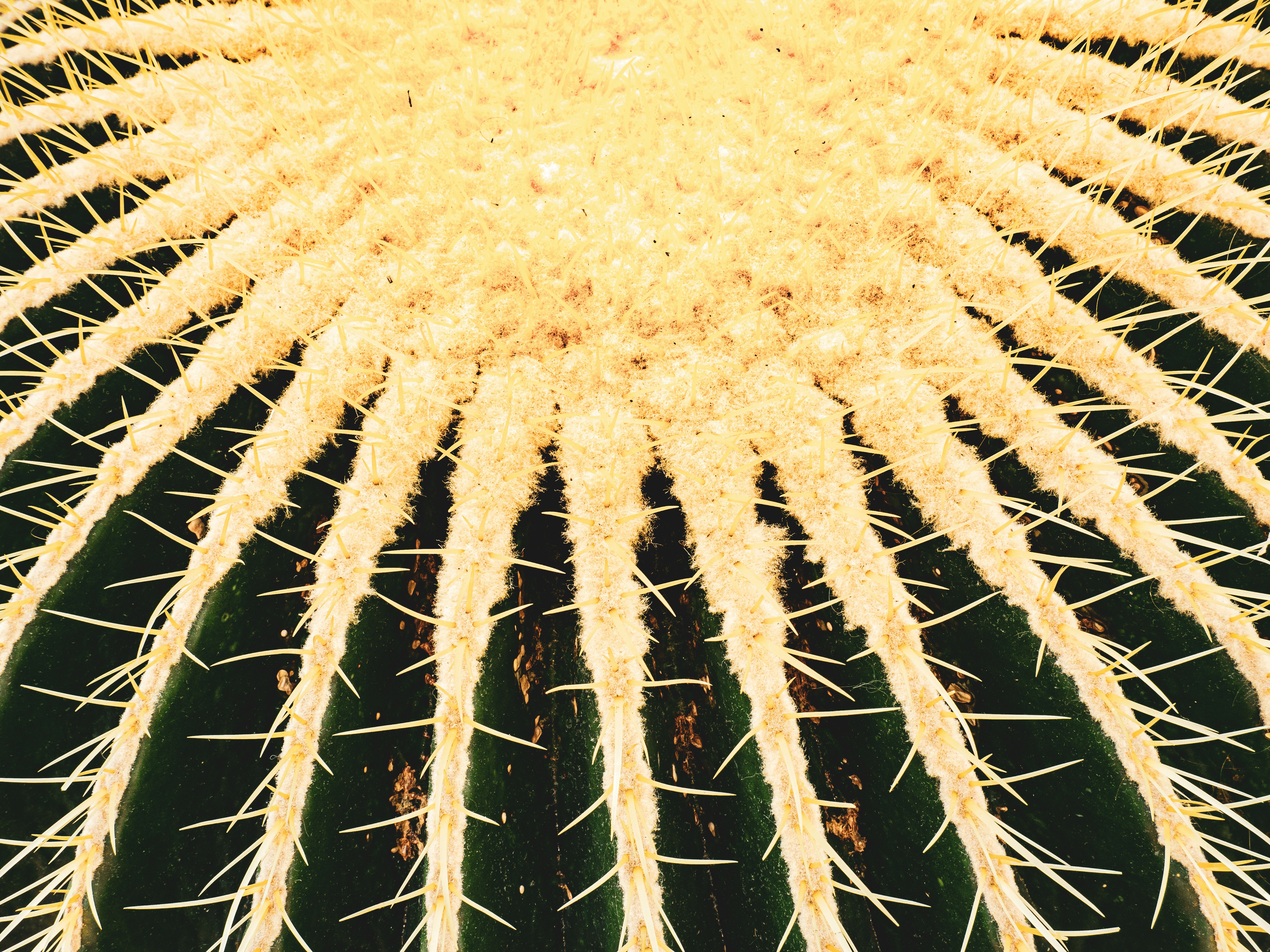 Emerging Spines: A Sunlit Barrel Cactus Unfolding