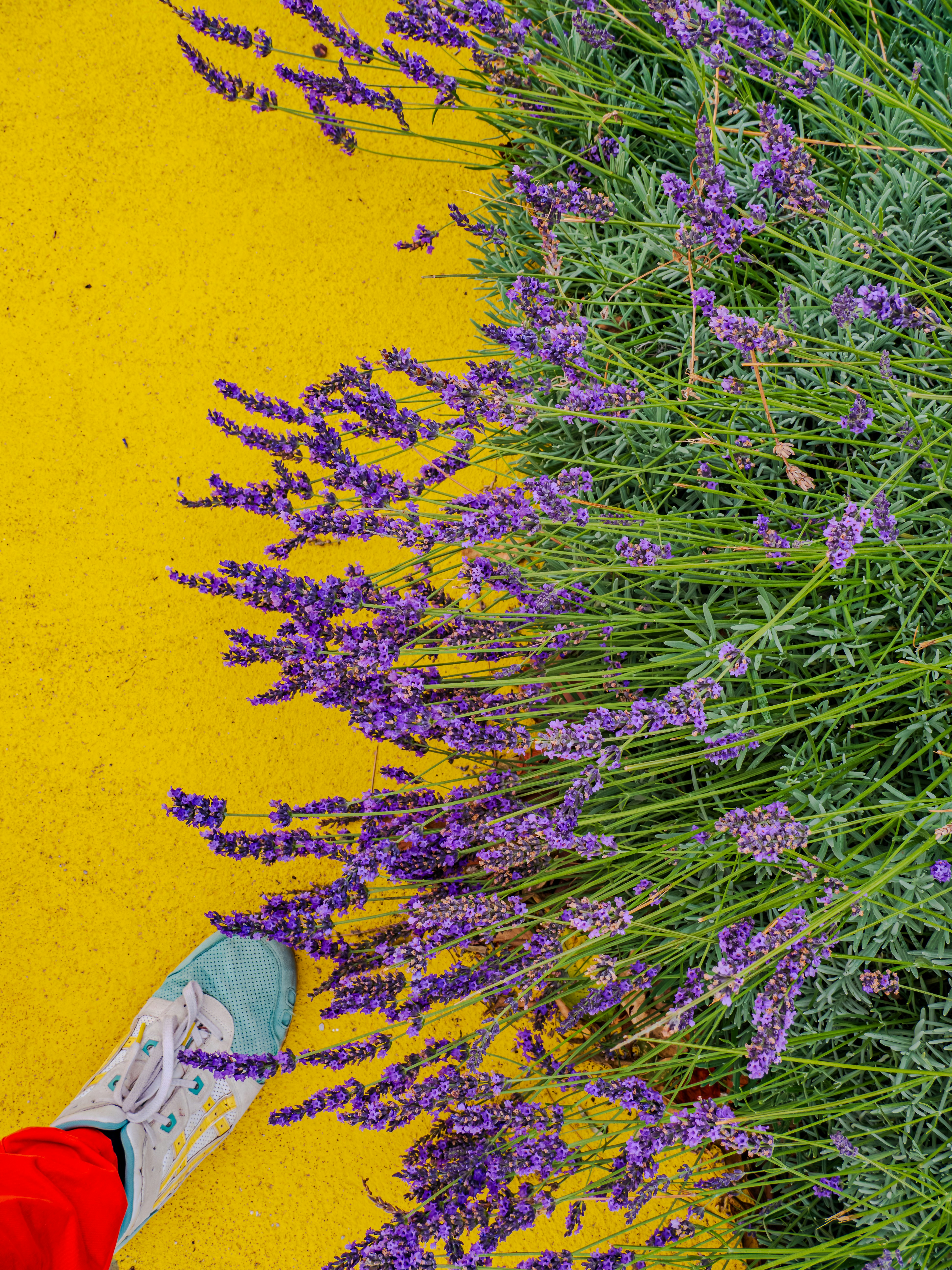 Lavender Ribbon on a Sunlit Path