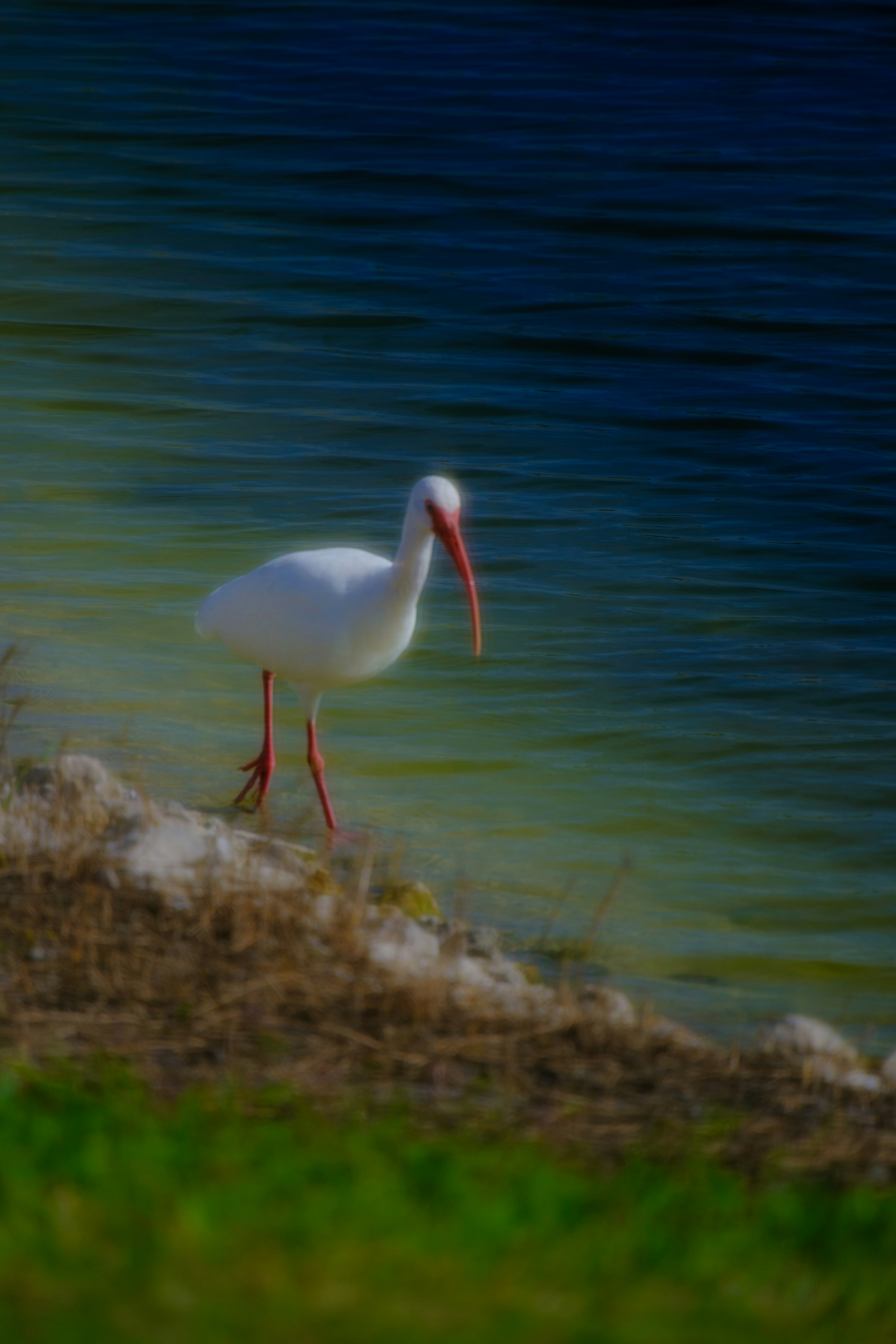 Photo by MICHAEL CHIARA with Fujifilm X-H2S