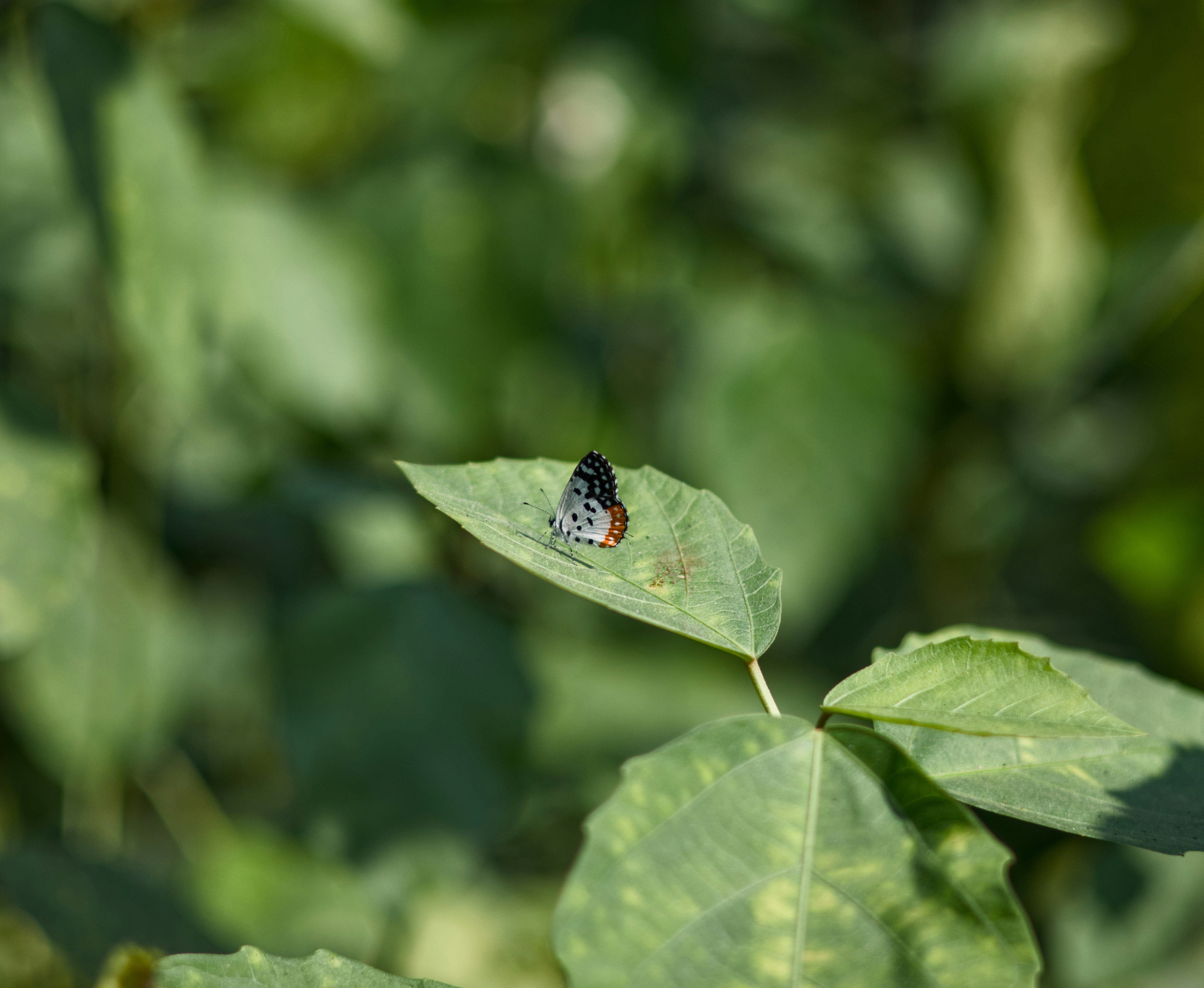 Grit and determination helped make up for my beginner status and the limitations of my skills and gear. Photographing lively subjects like butterflies with just a 50mm lens was definitely a challenge. Still, every moment in the field felt like an opportunity to learn and grow. I also had the privilege of learning about the fascinating life cycle of butterflies from Mr. Ovalekar, a passionate butterfly rearer, at Ovalekar Wadi near Mumbai, Maharashtra. His dedication is a wonderful reminder that beauty isn’t only found in grand landscapes—it thrives in the delicate world of butterflies as well