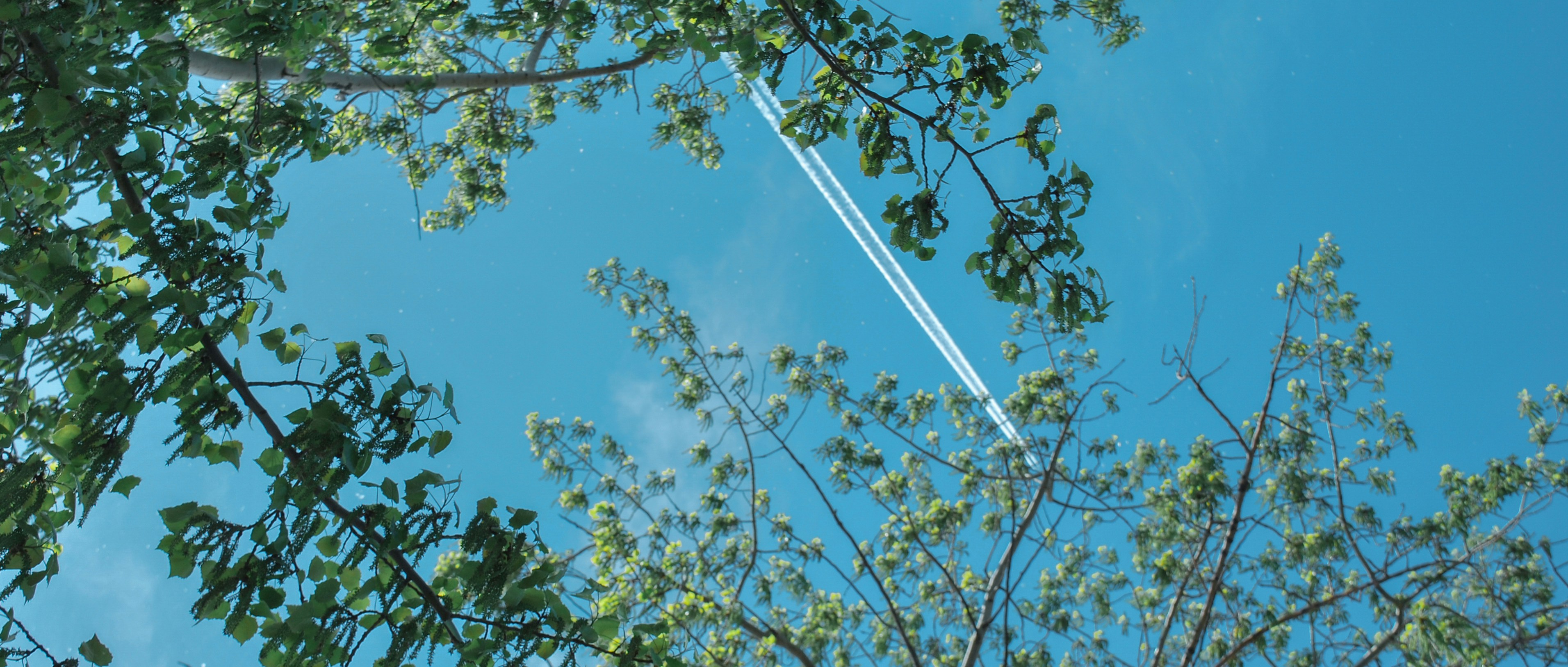 Vivid Skyway: Airplane Contrail Crossing a Leafy Canopy