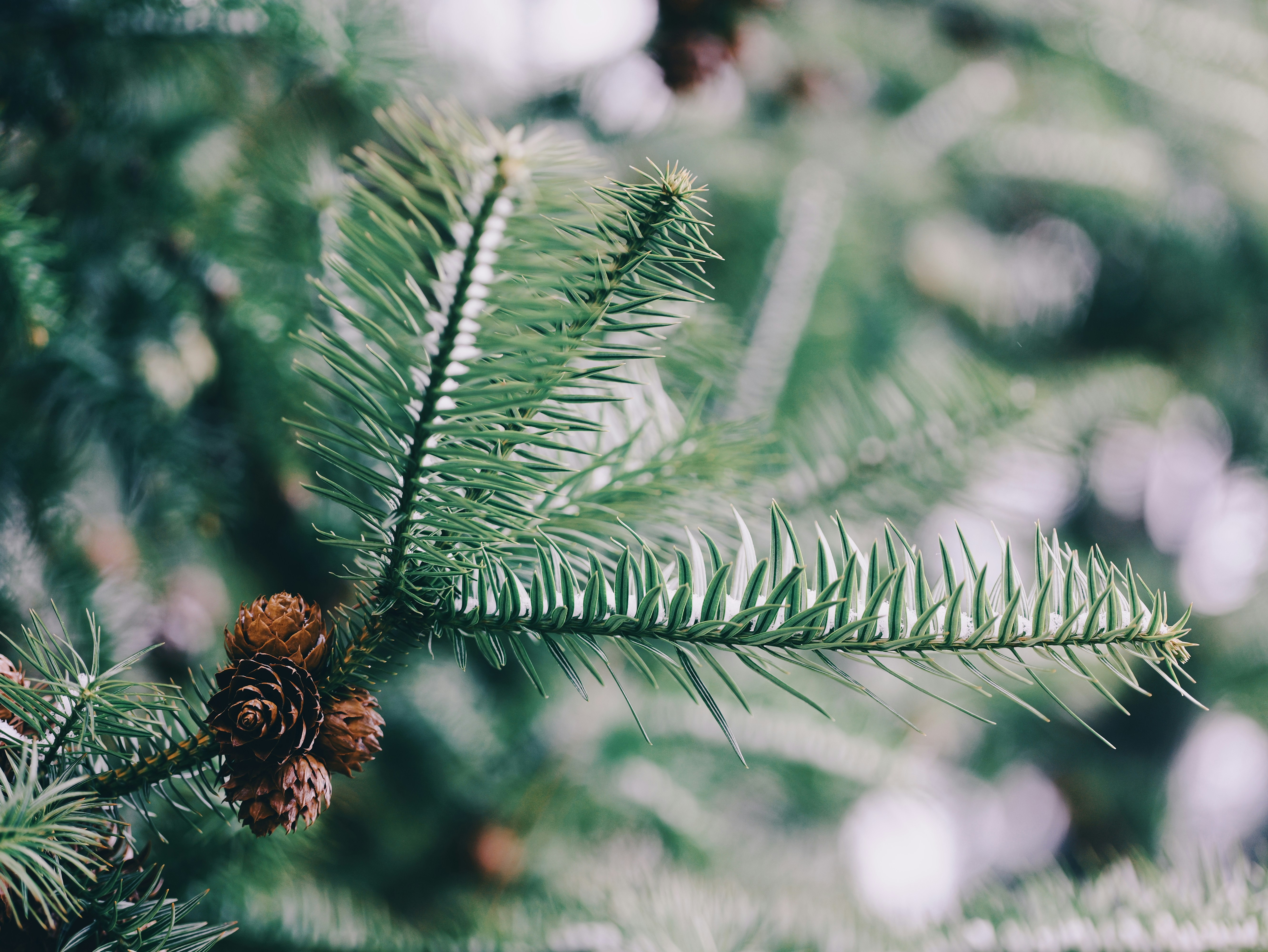 Sample photo from Panasonic Lumix S9