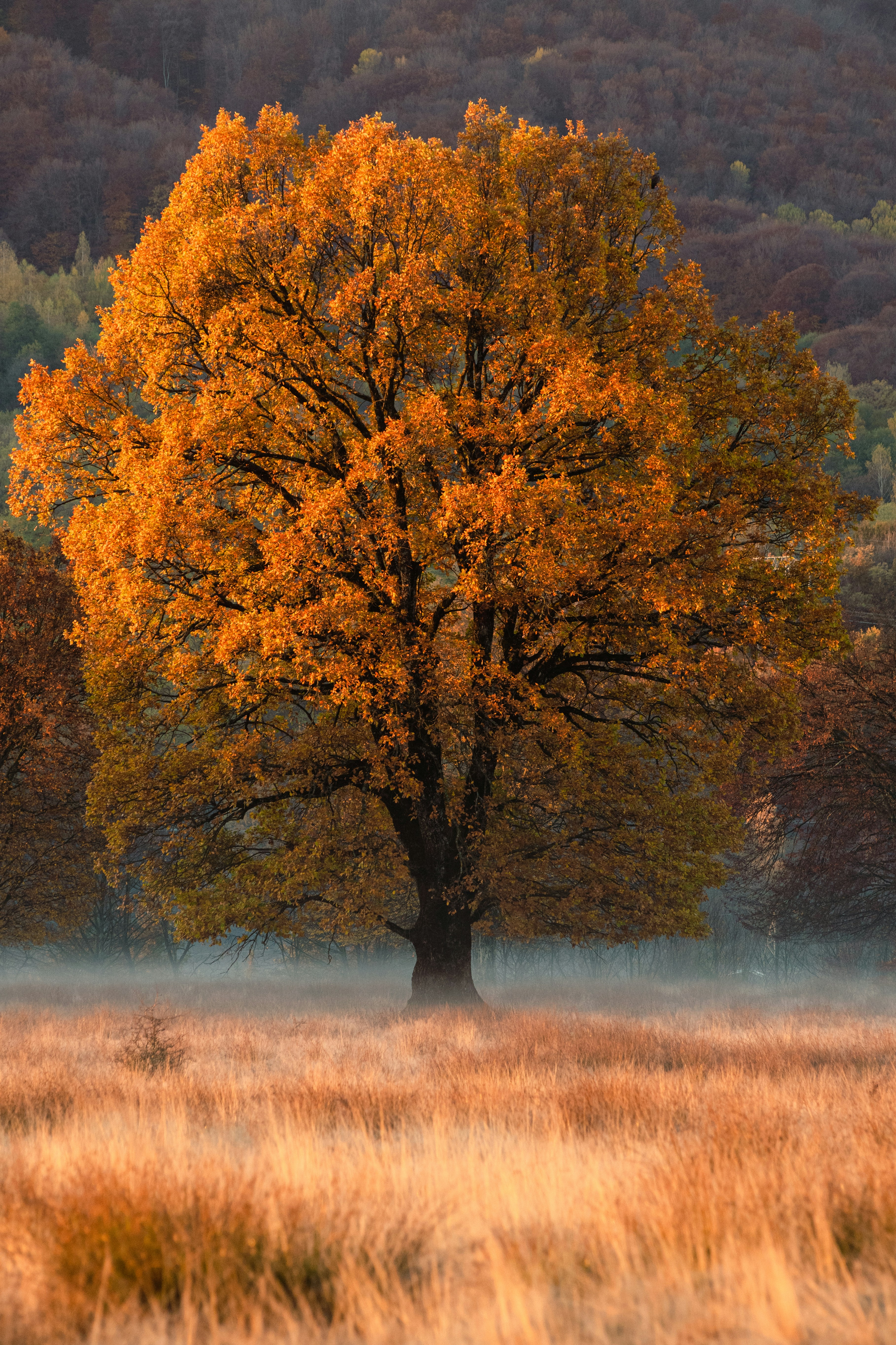 Autumn Sentinel: A Single Tree Reigns Over Misty Grassland