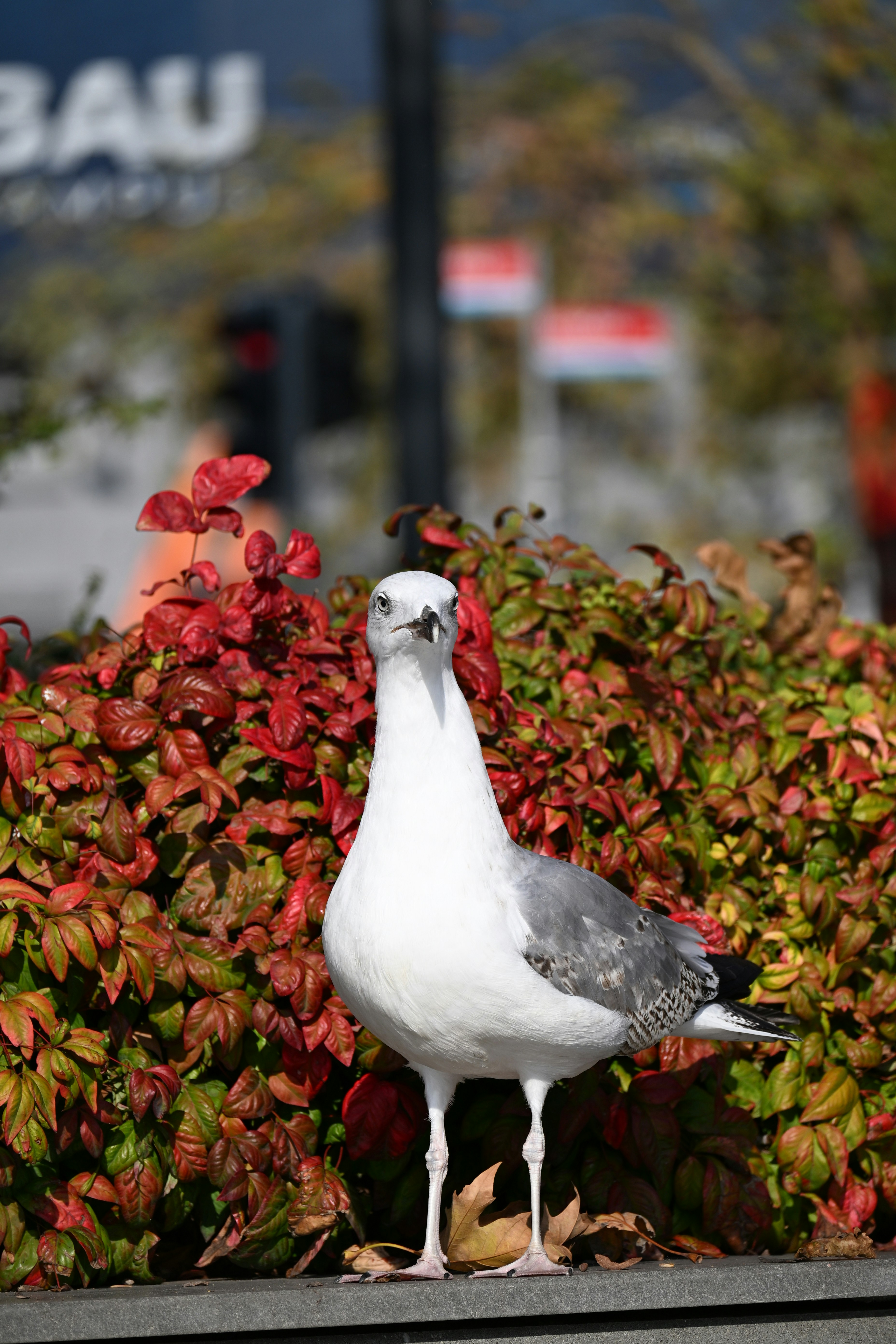 Urban Gull Among Autumn Hues