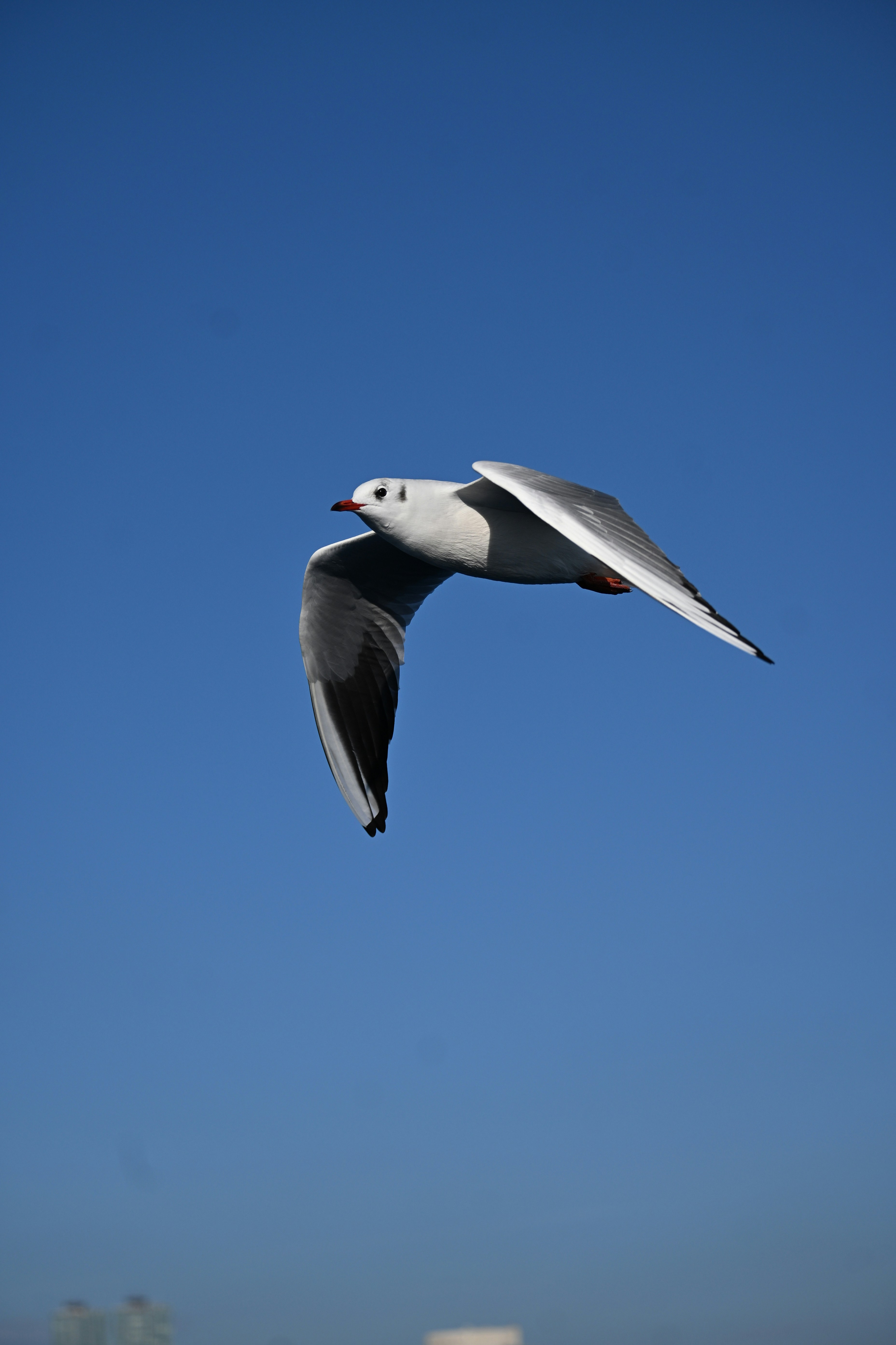 Silent White Gull Against a Cerulean Sky
