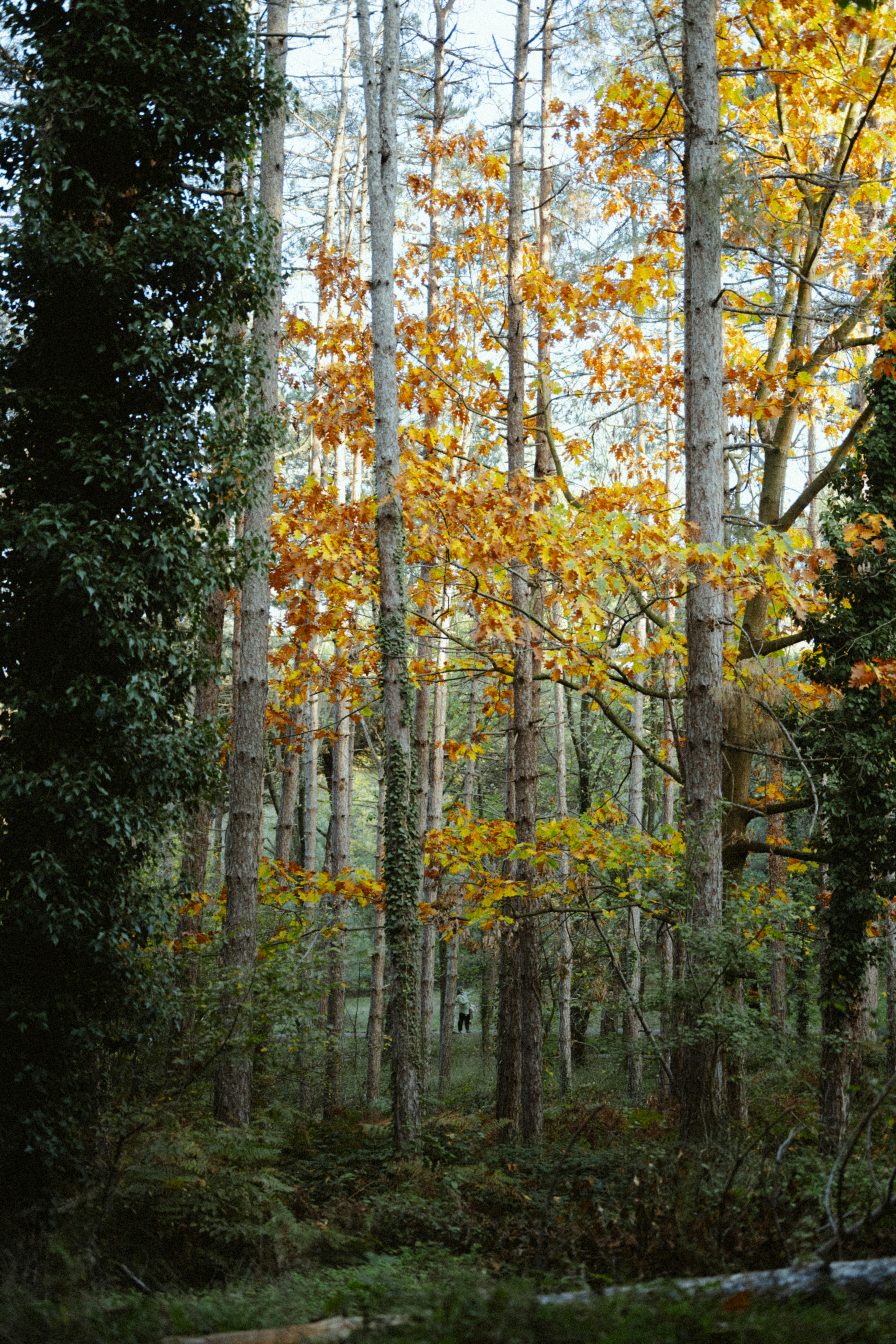 Photo by Tolga Ahmetler with Nikon Z7 II