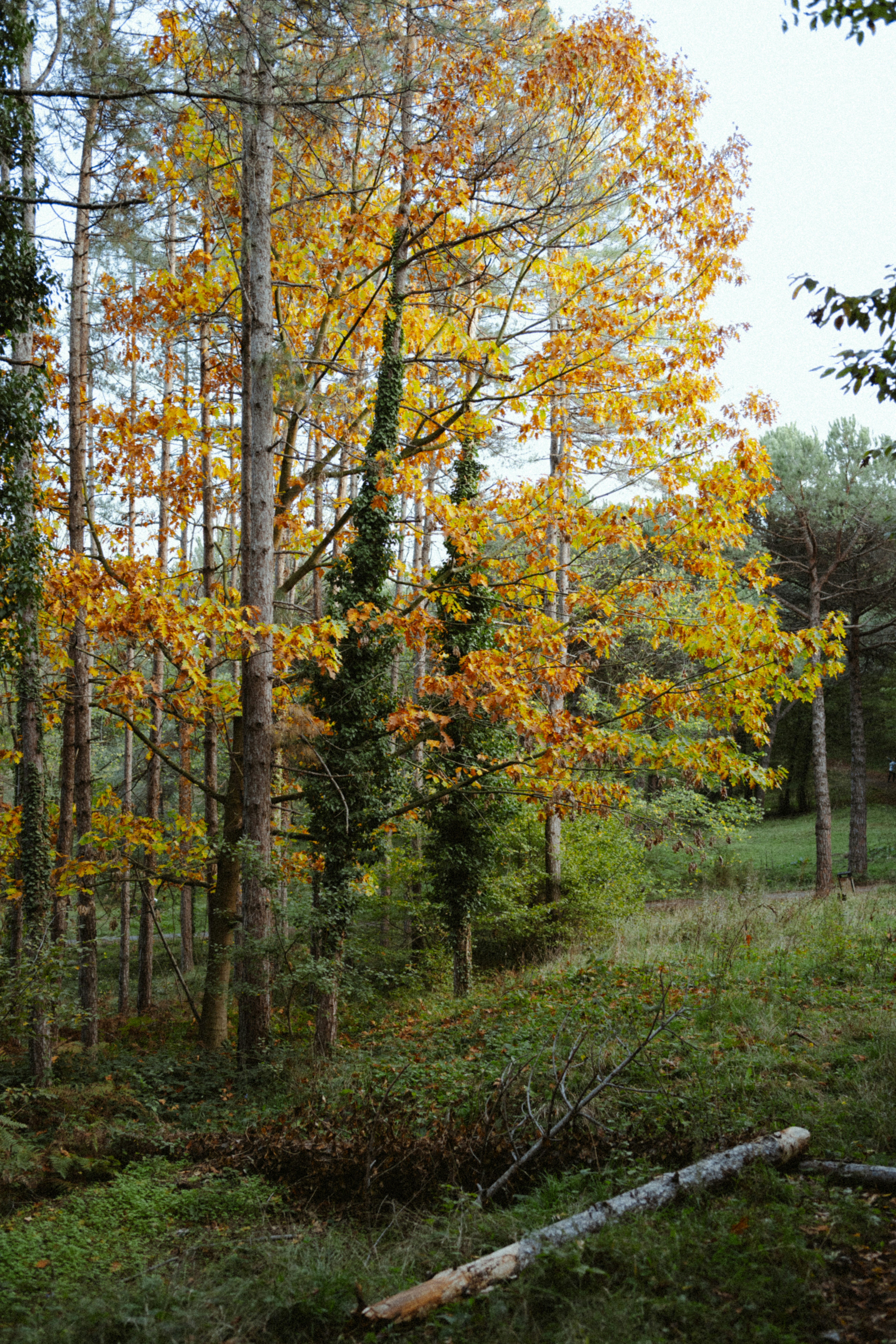 Autumn Corridor: Sunlit Oak Canopy in a Quiet Forest