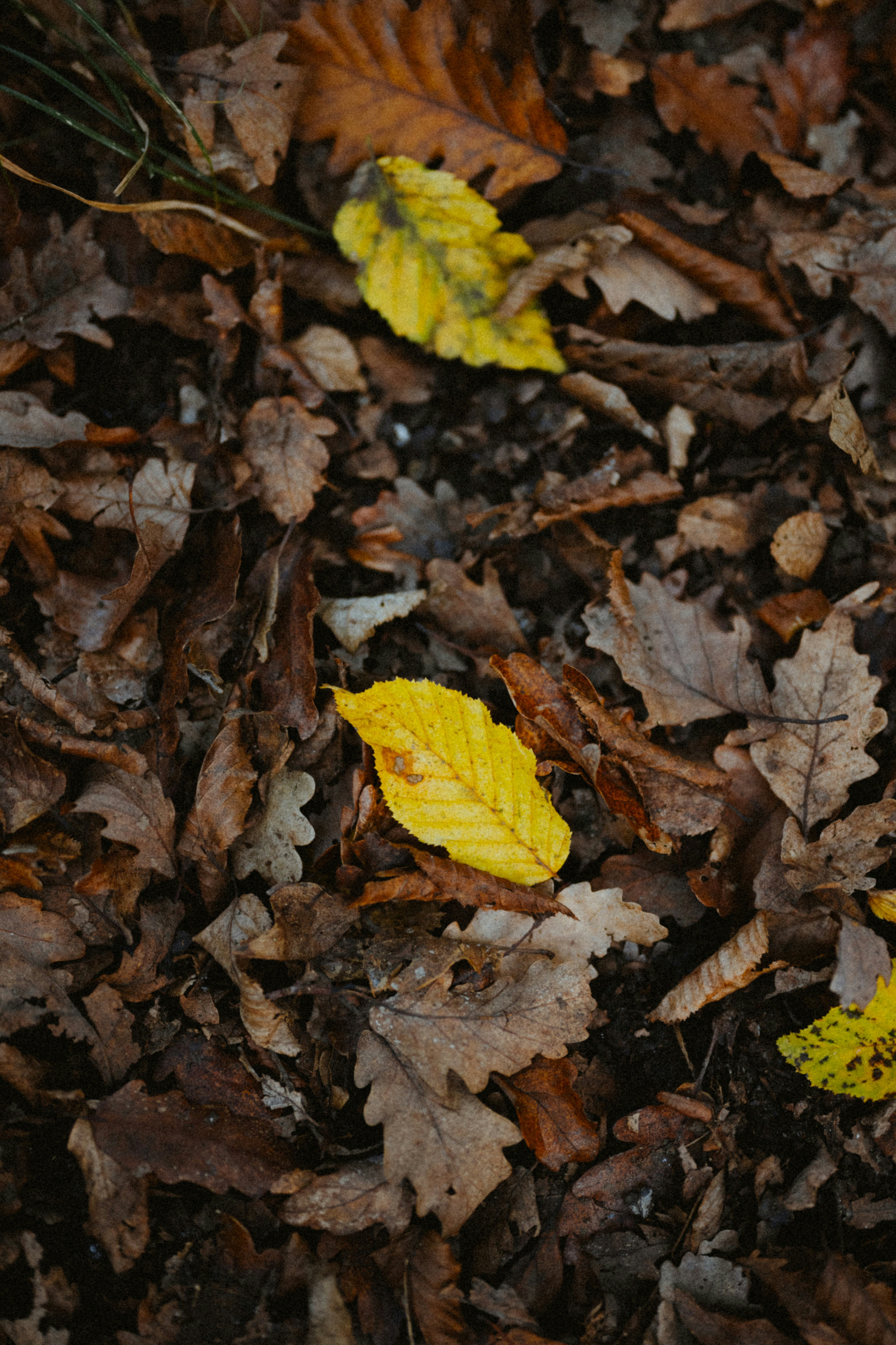 Yellow Leaf on a Bed of Aged Oaks