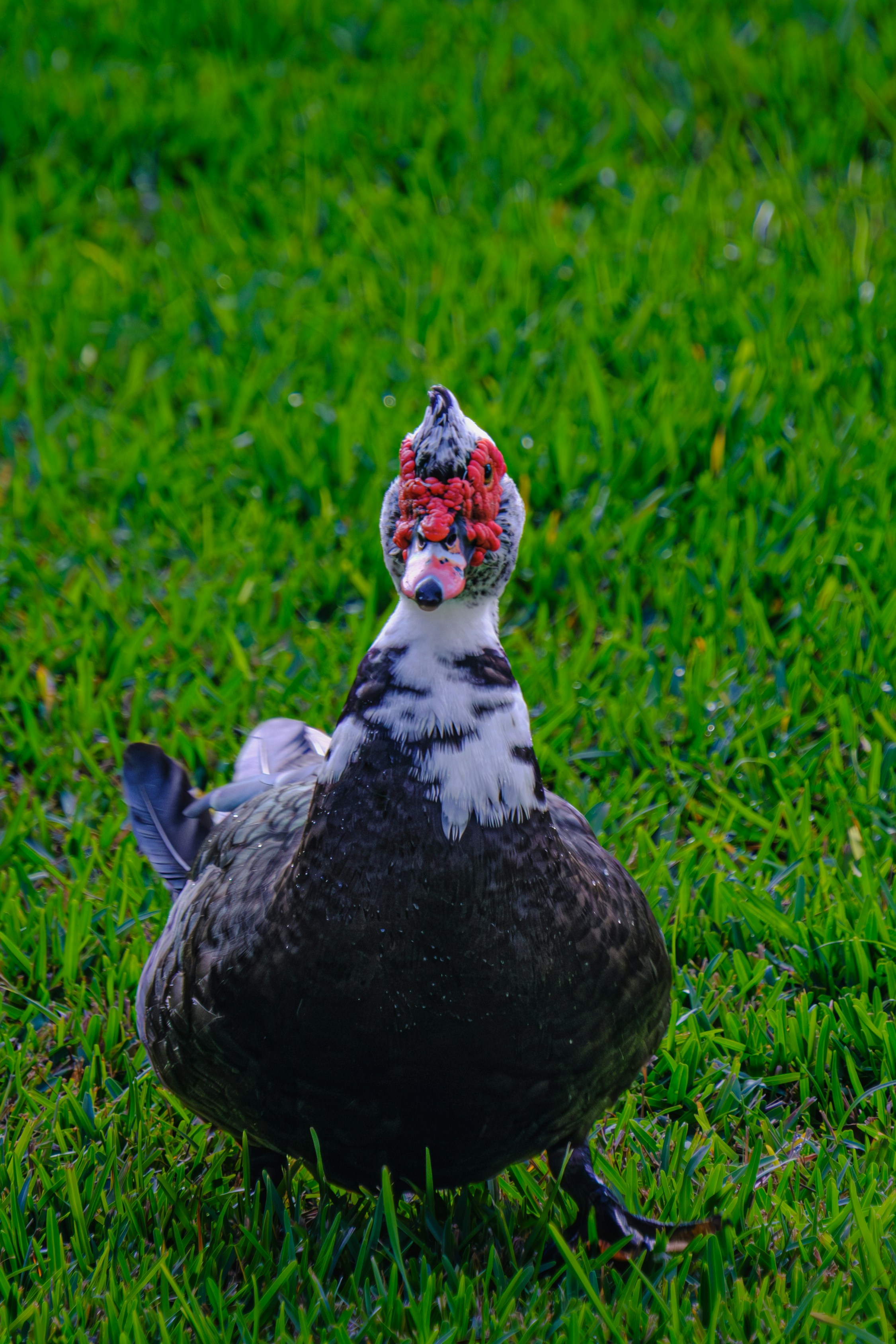 Red-crested Quacker: Portrait of a Crowned Duck in Lush Green Field