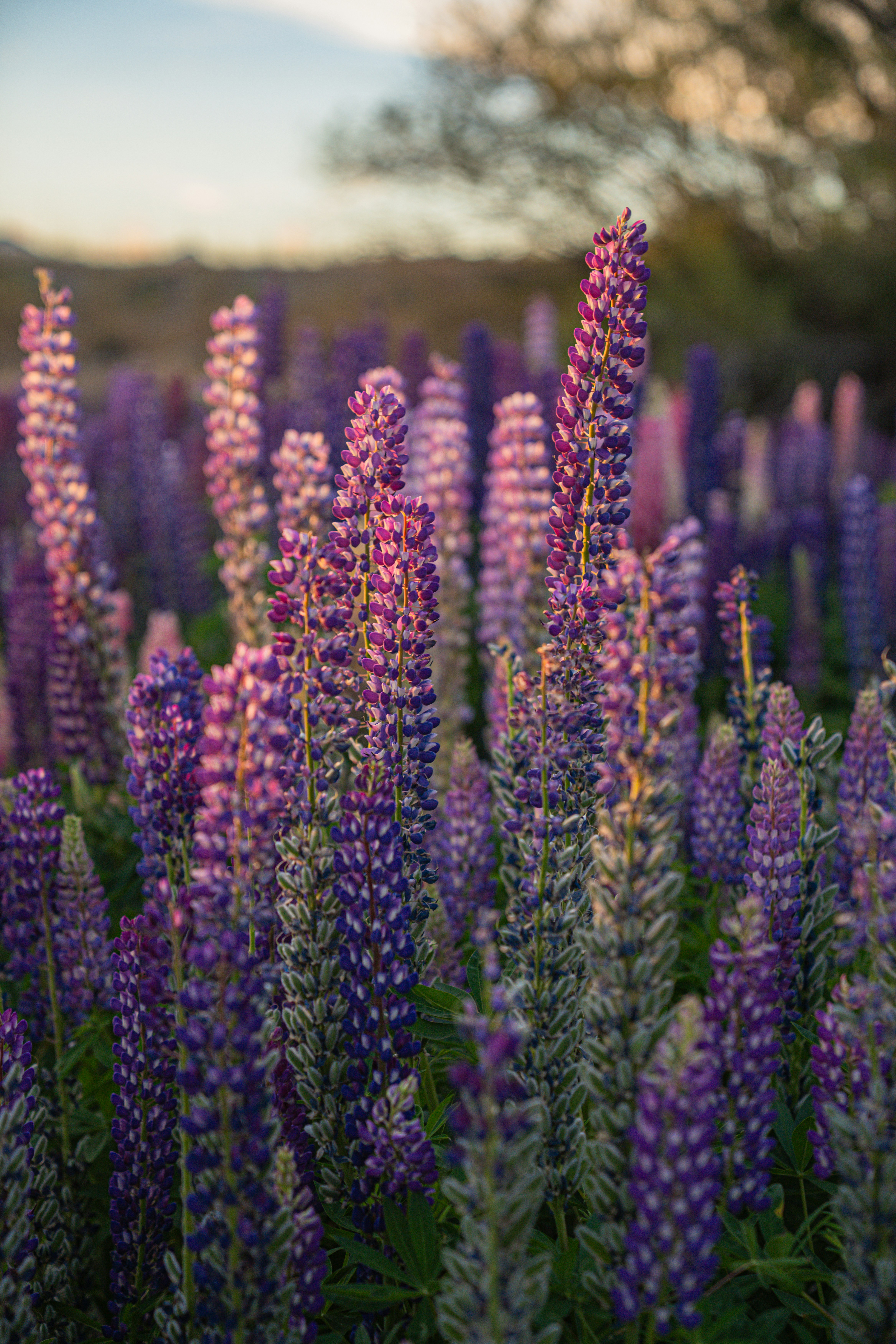 Field of purple lupine flowers at sunset. photo – Free Spring Image on ...