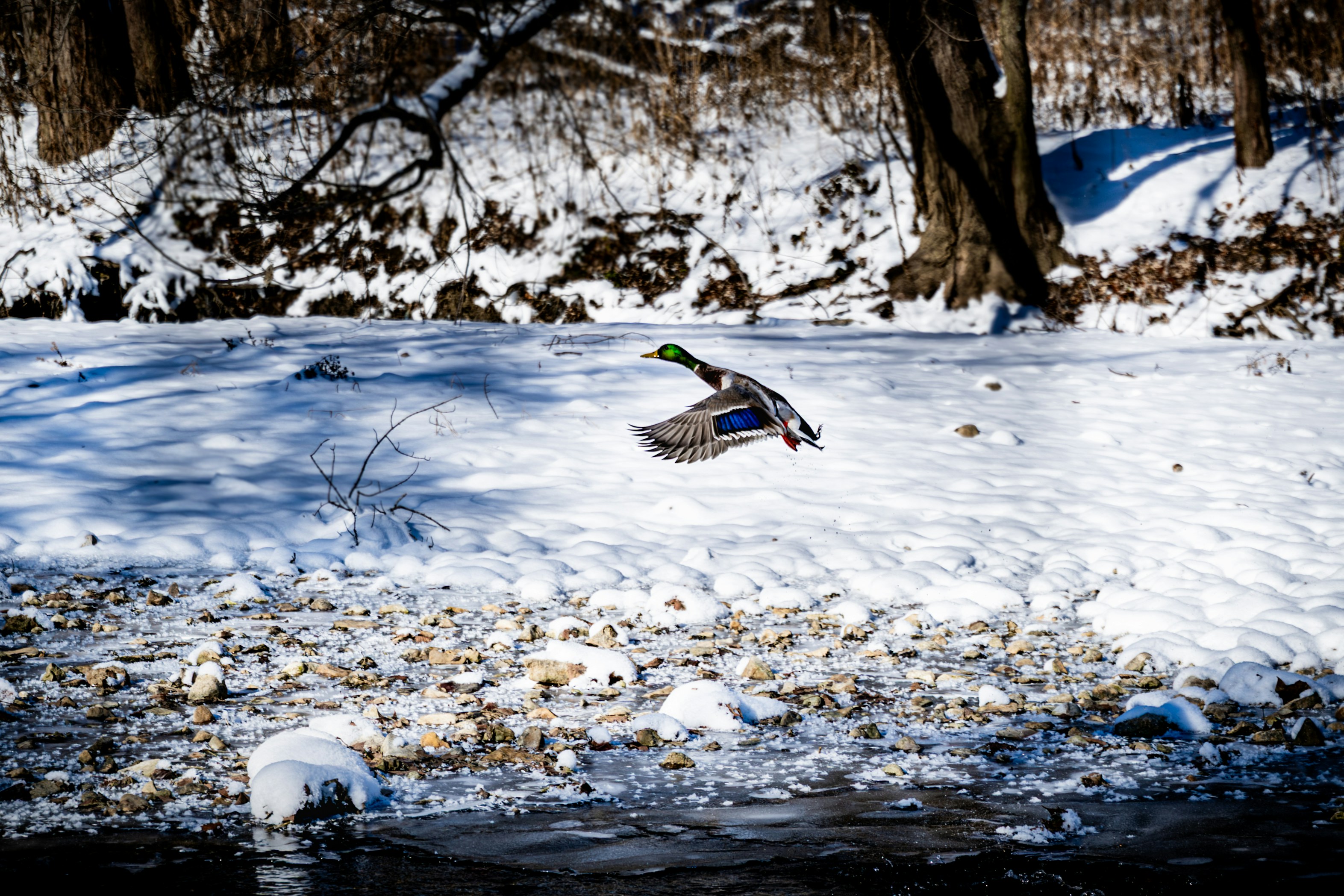 A mallard duck takes flight along the snowy banks of a river in winter.