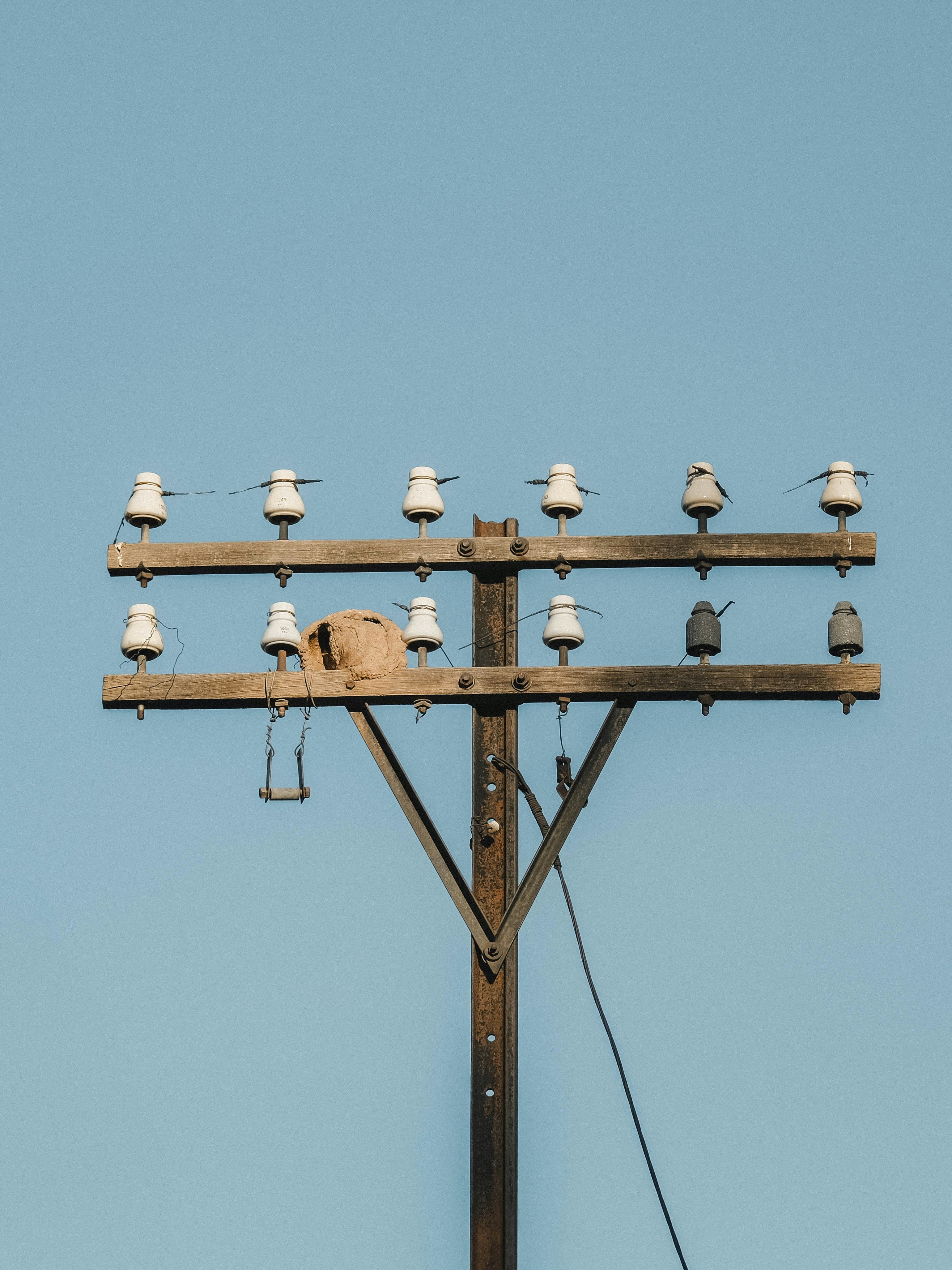 Old Utility Trellis: A Row of Birds on a Weathered Pole Against Clear Sky
