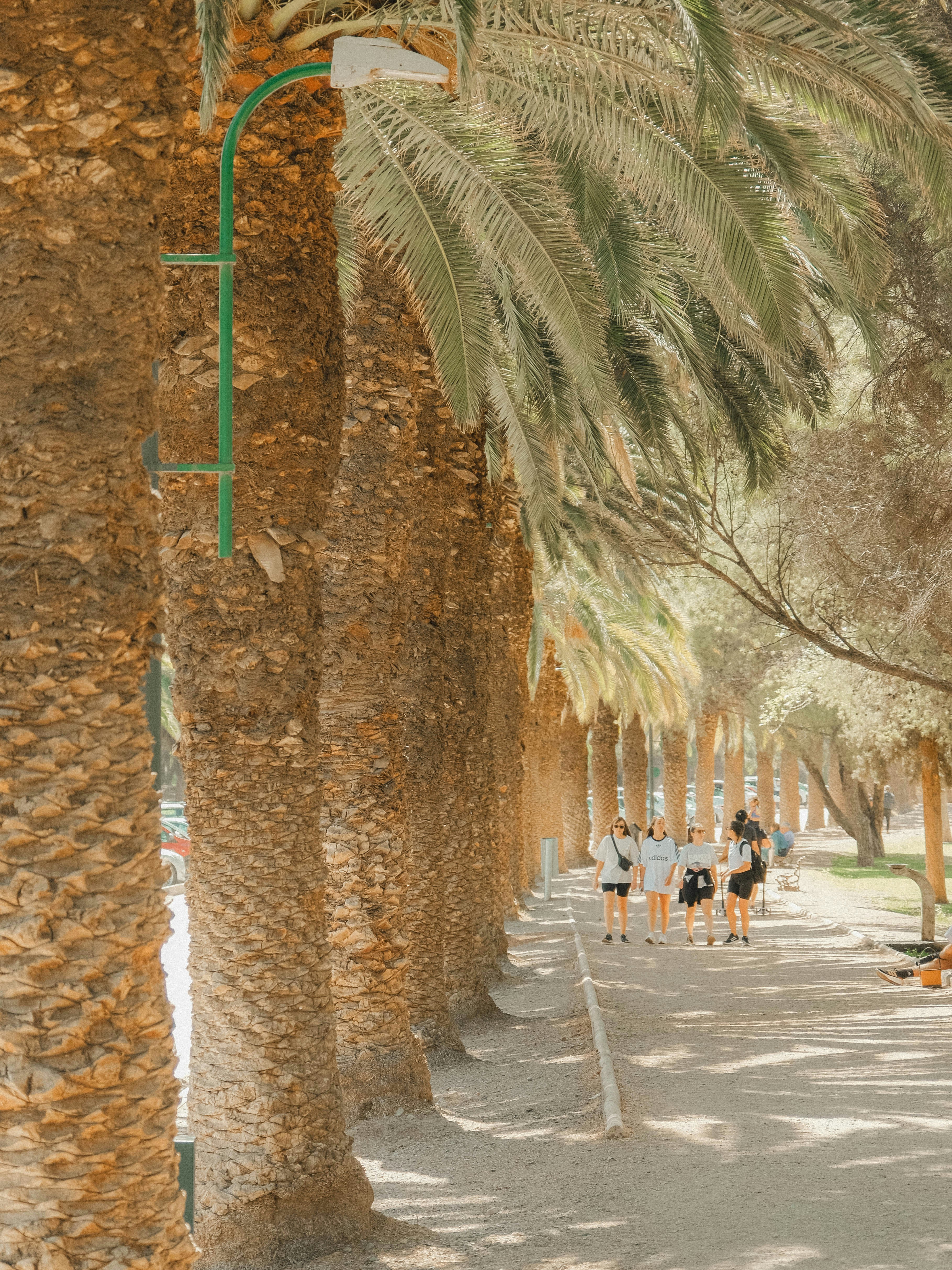 Palm-lined Avenue: A Morning Walk Among Stately Trunks