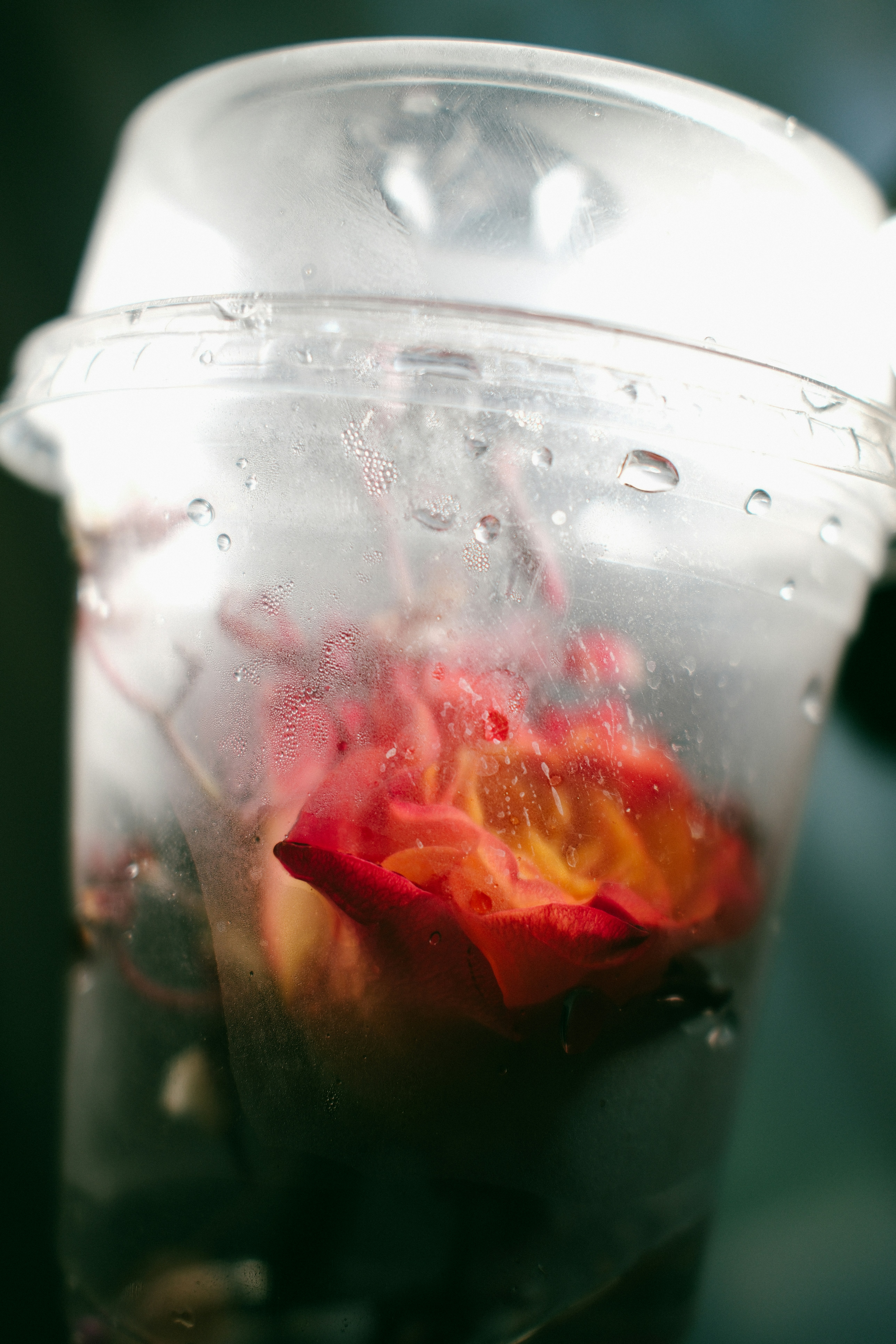 Bloom in a Glass Capsule: A Delicate Petal Suspended in Crystal