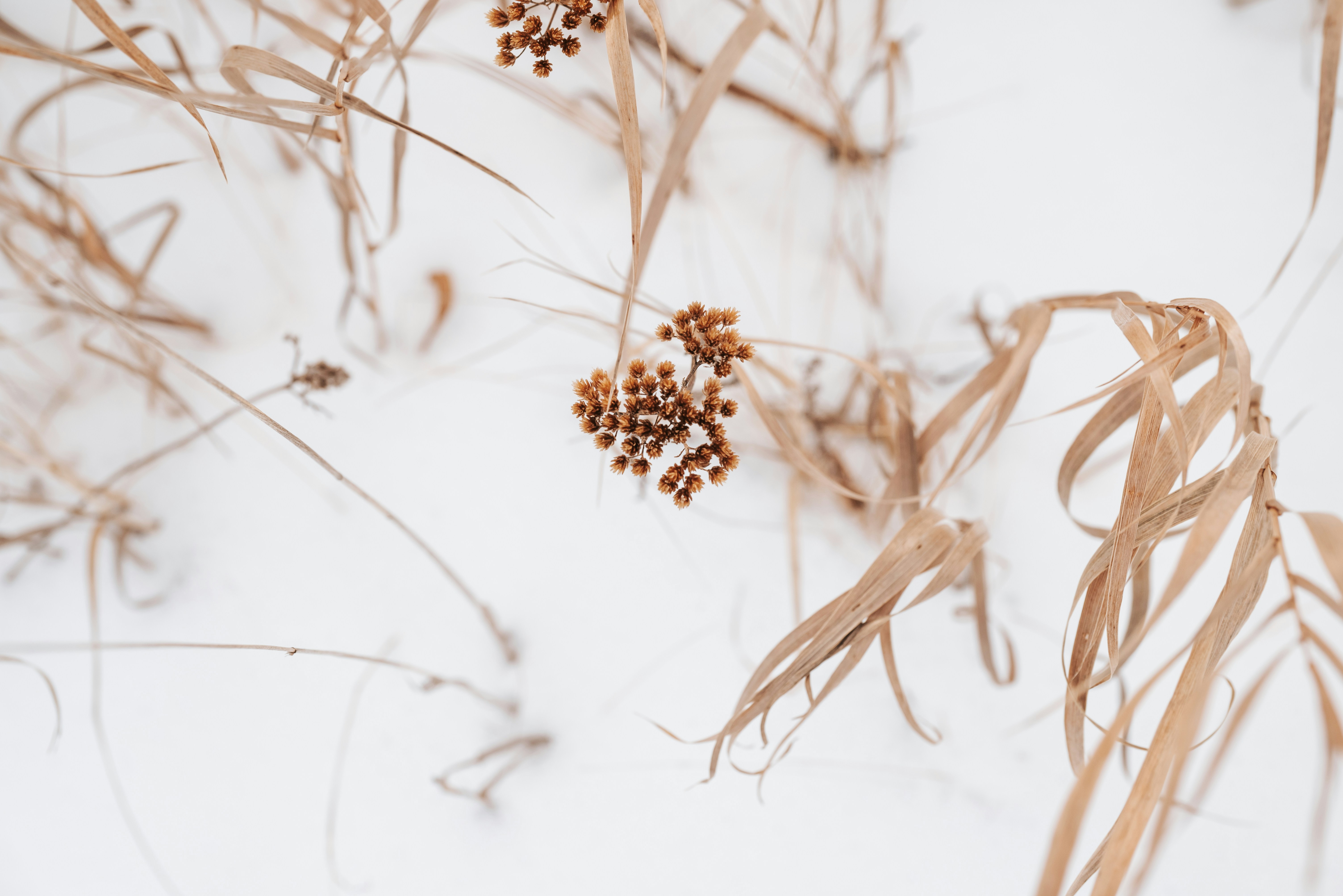 Photo by Iris Vale with Nikon Z5