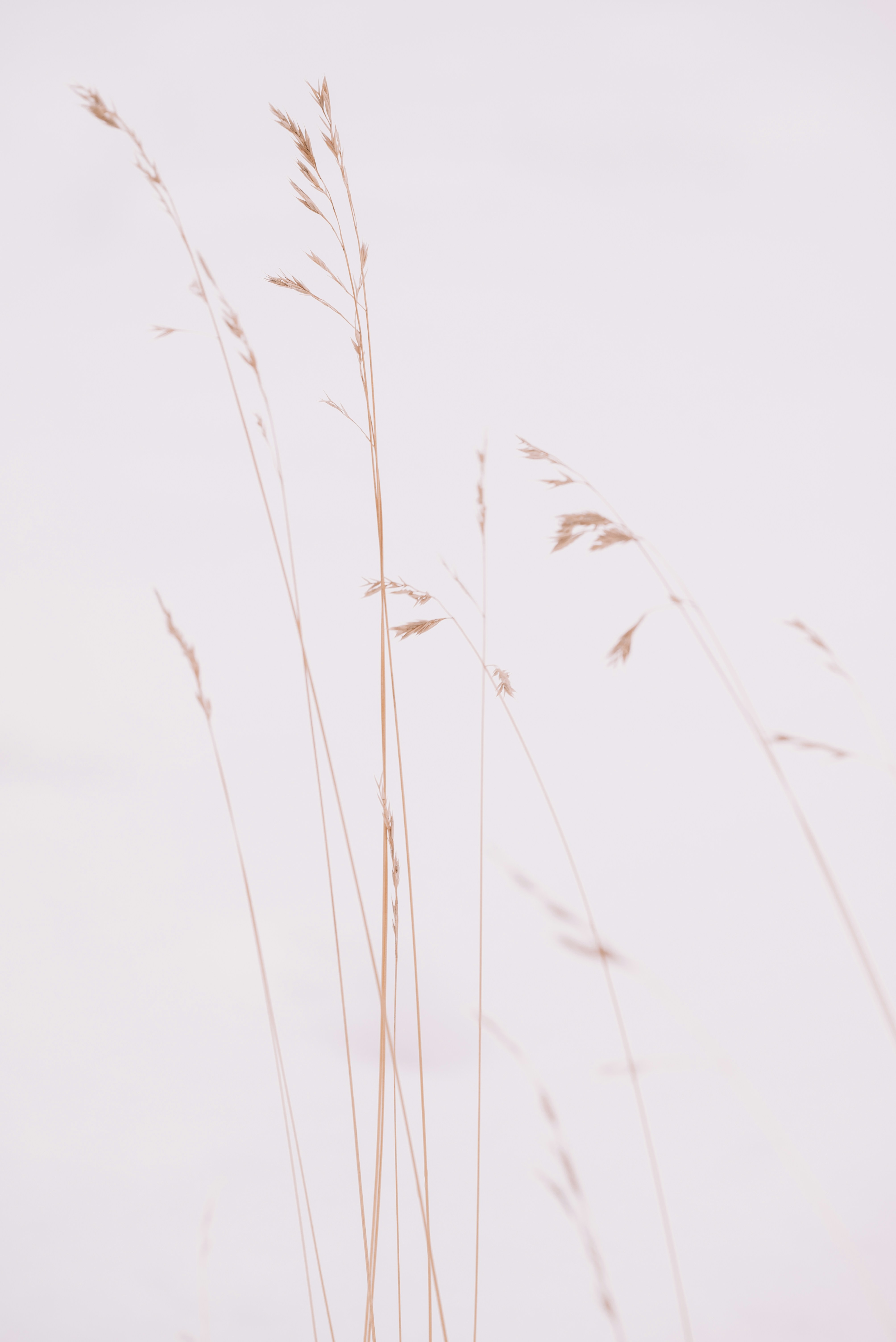 Small amount of vegetation thriving in cold winter conditions.