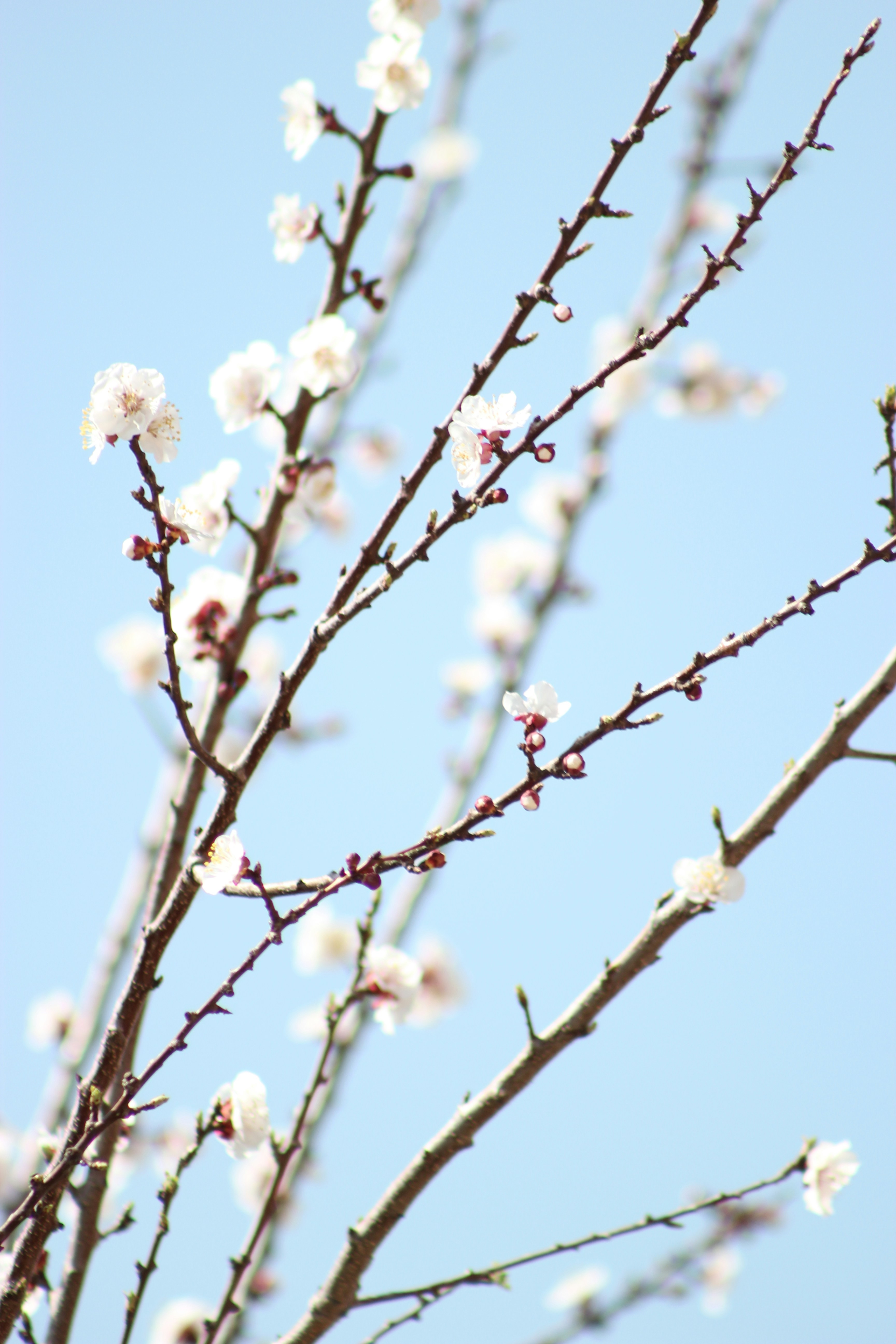 Photo by Isabel Retamales with Canon EOS 550D