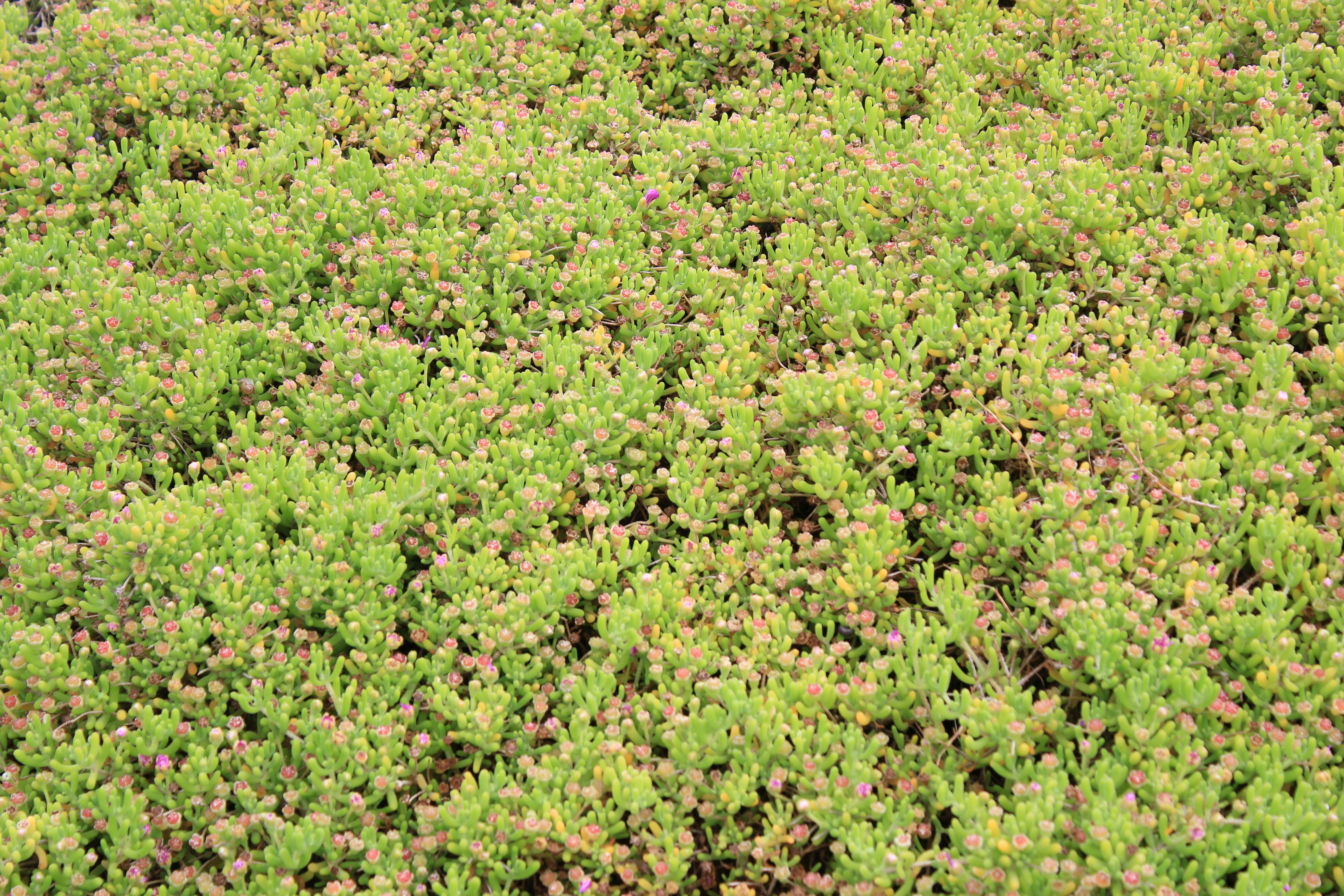 Low-growing succulent ground cover with dense green leaves and small pink buds. Repeating natural pattern with soft color accents and a calm, organic texture.