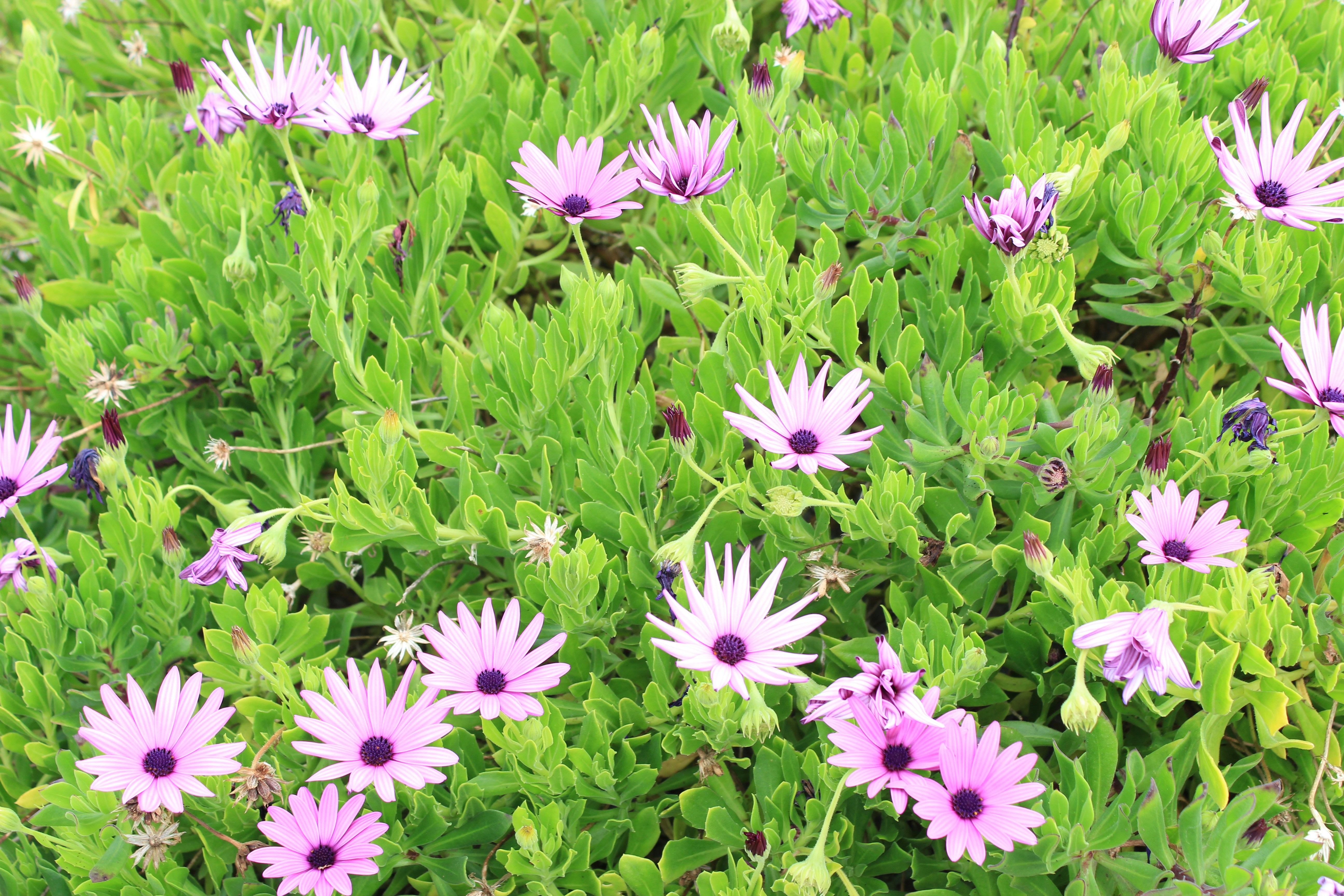 Succulent ground cover dotted with soft purple daisy-like flowers. Lush green foliage contrasts with delicate blooms, creating a vibrant yet balanced natural texture.