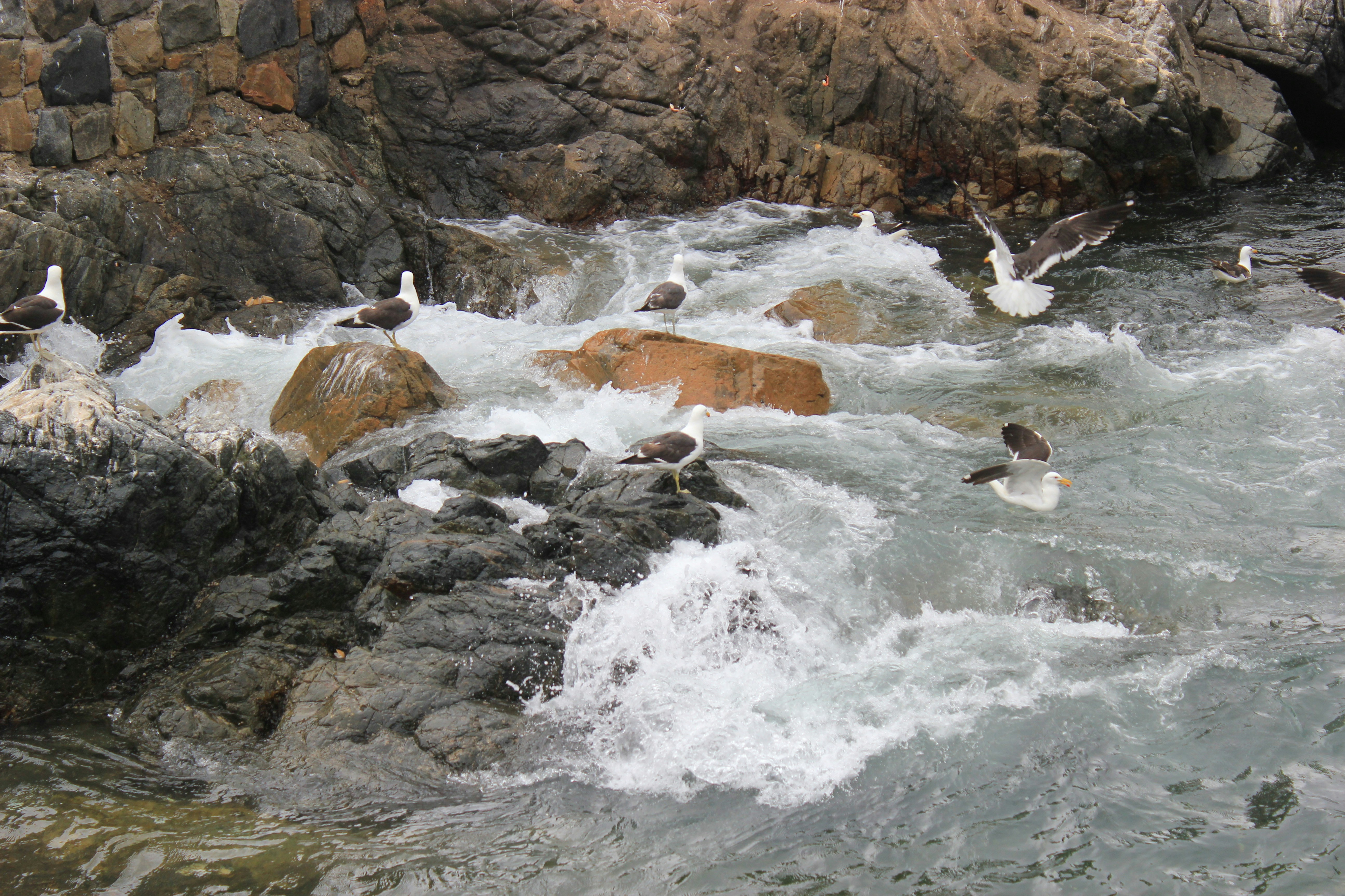 Seabirds in White Foam: A Rocky Shore Moment