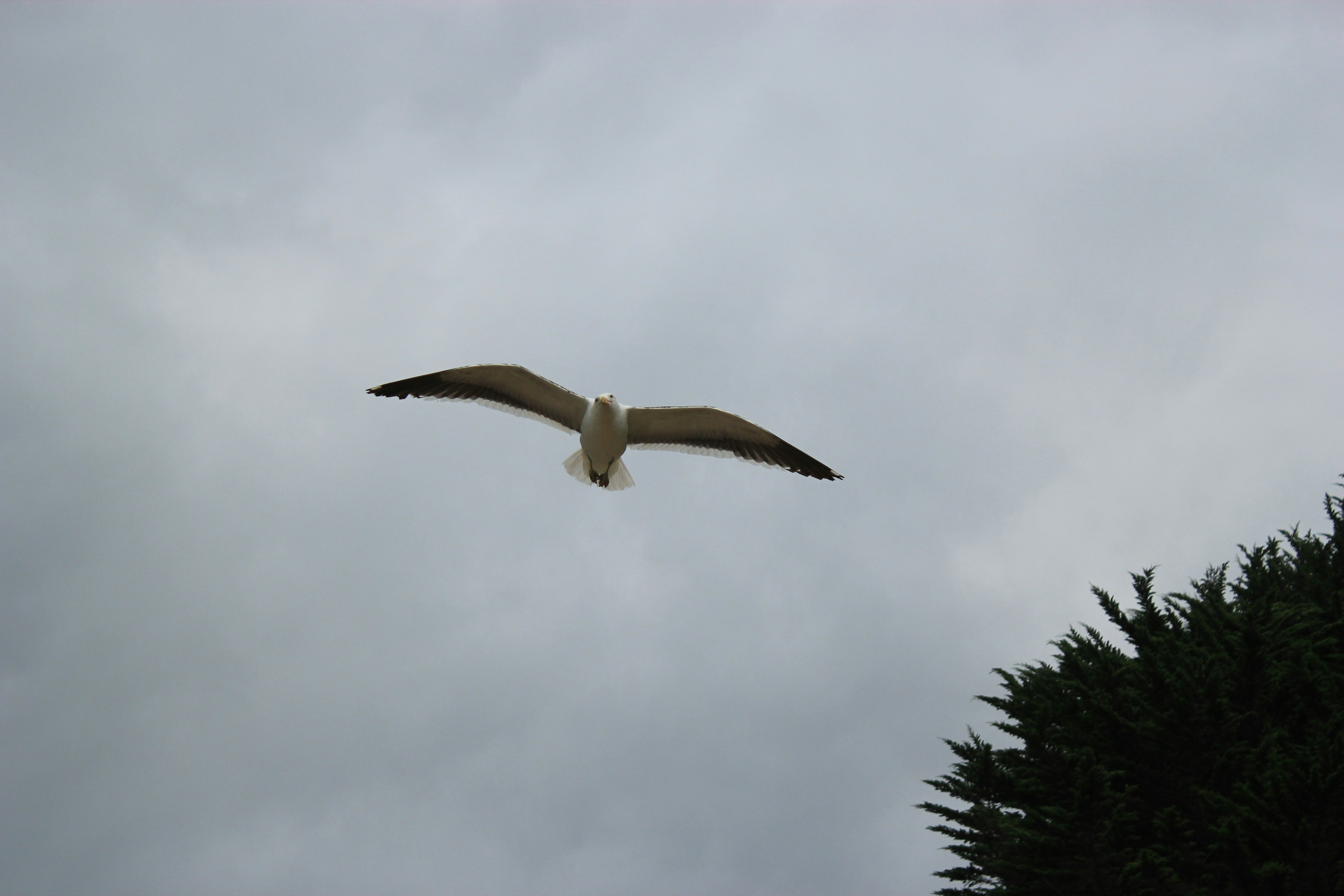 Seabird gliding through an open sky, captured in a calm and minimal composition. Sense of freedom, stillness, and coastal atmosphere.