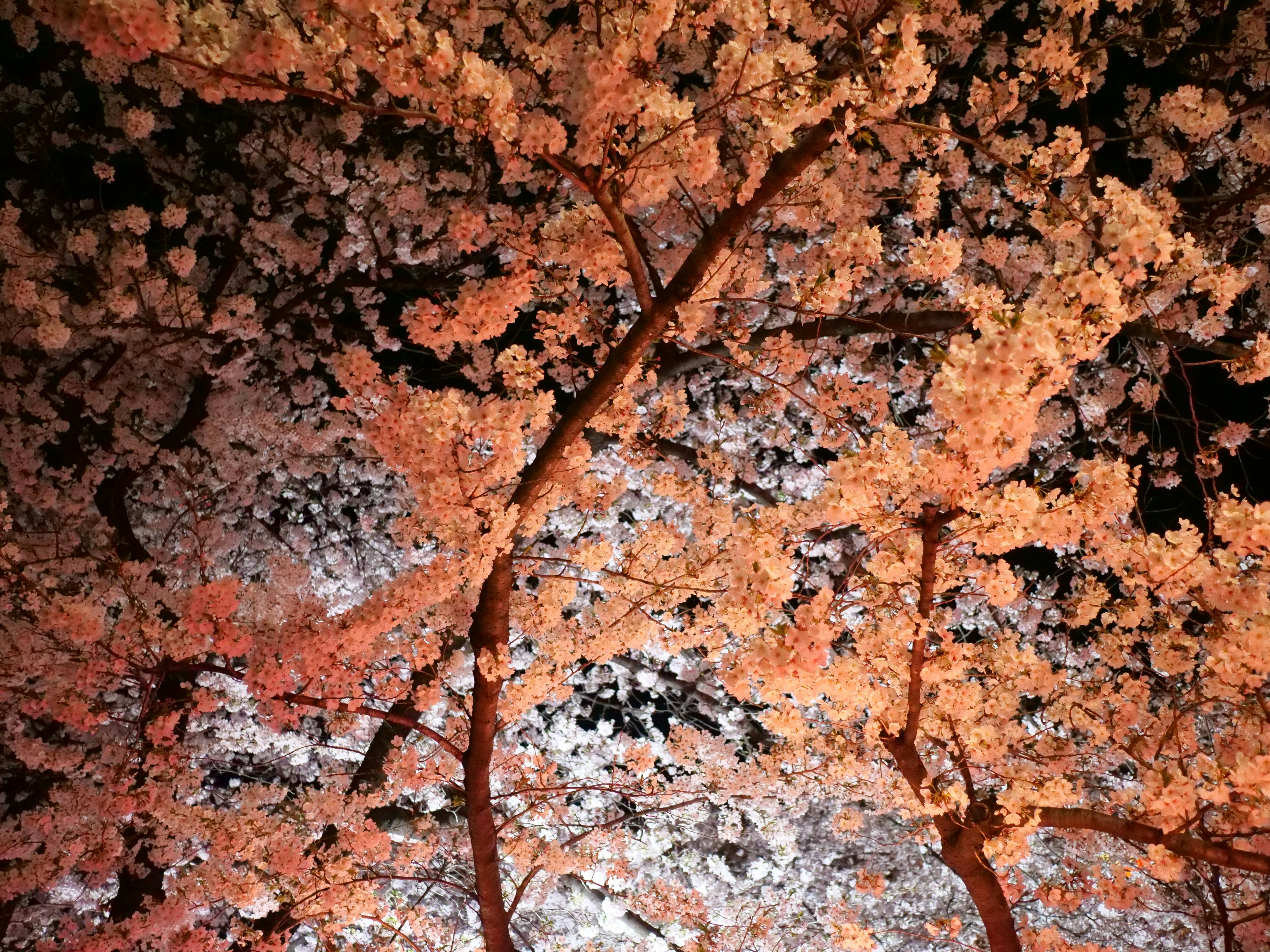 Moonlit Blossoms: Nighttime Sakura Canopy