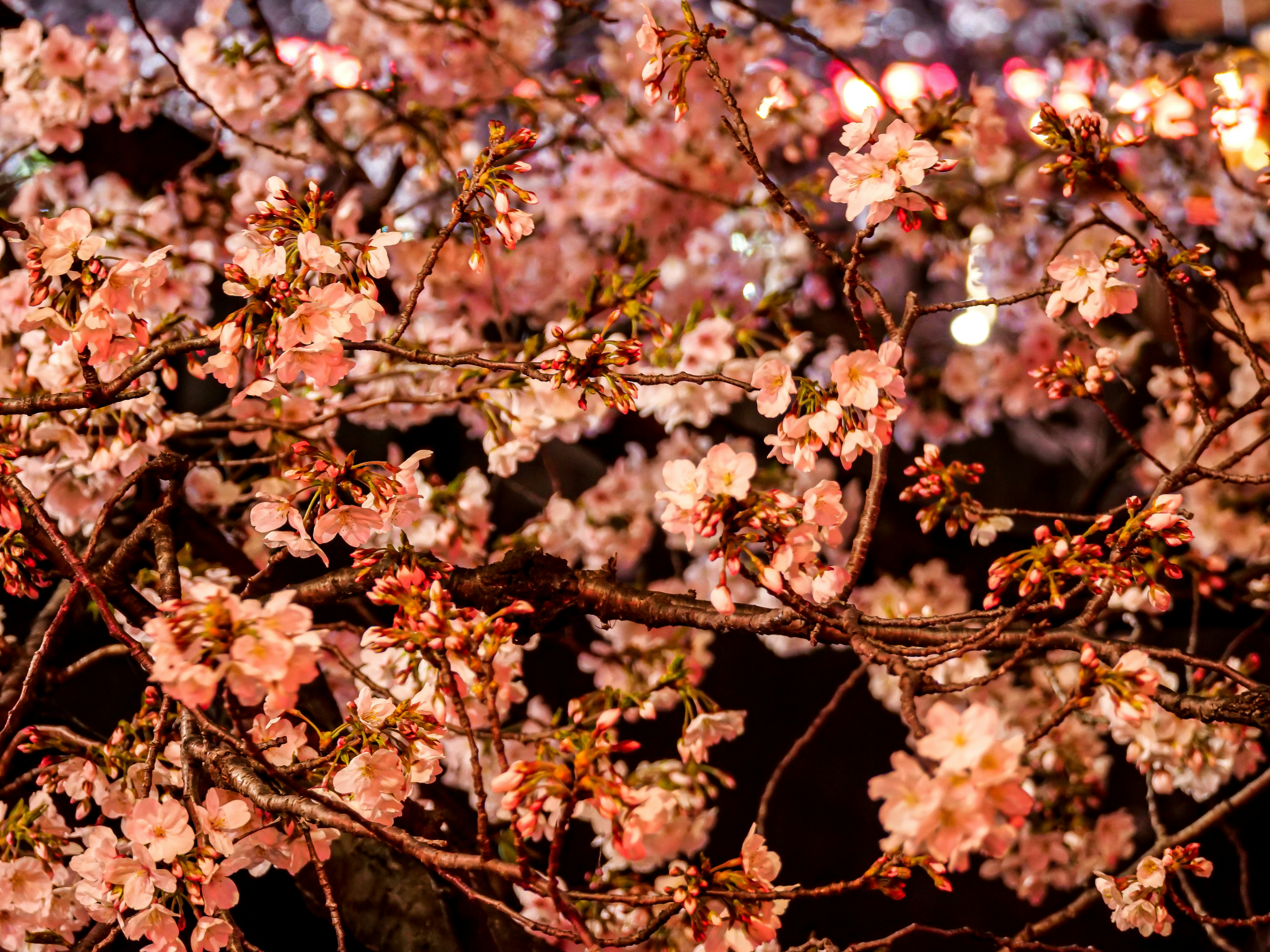 Spring Bloom in Velvet Night