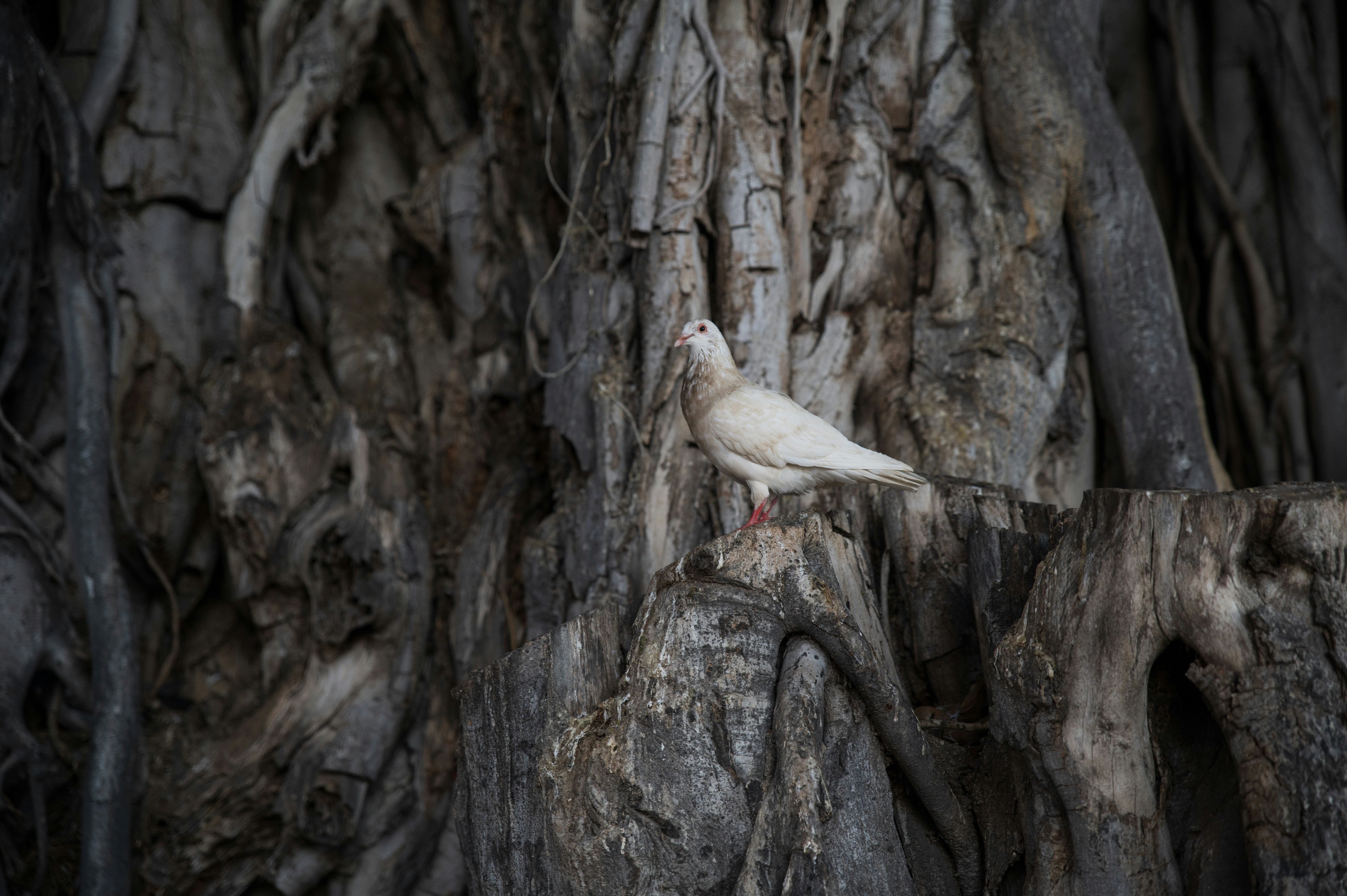 White Dove on a Knotty Trunk: Quiet Perch in the Roots
