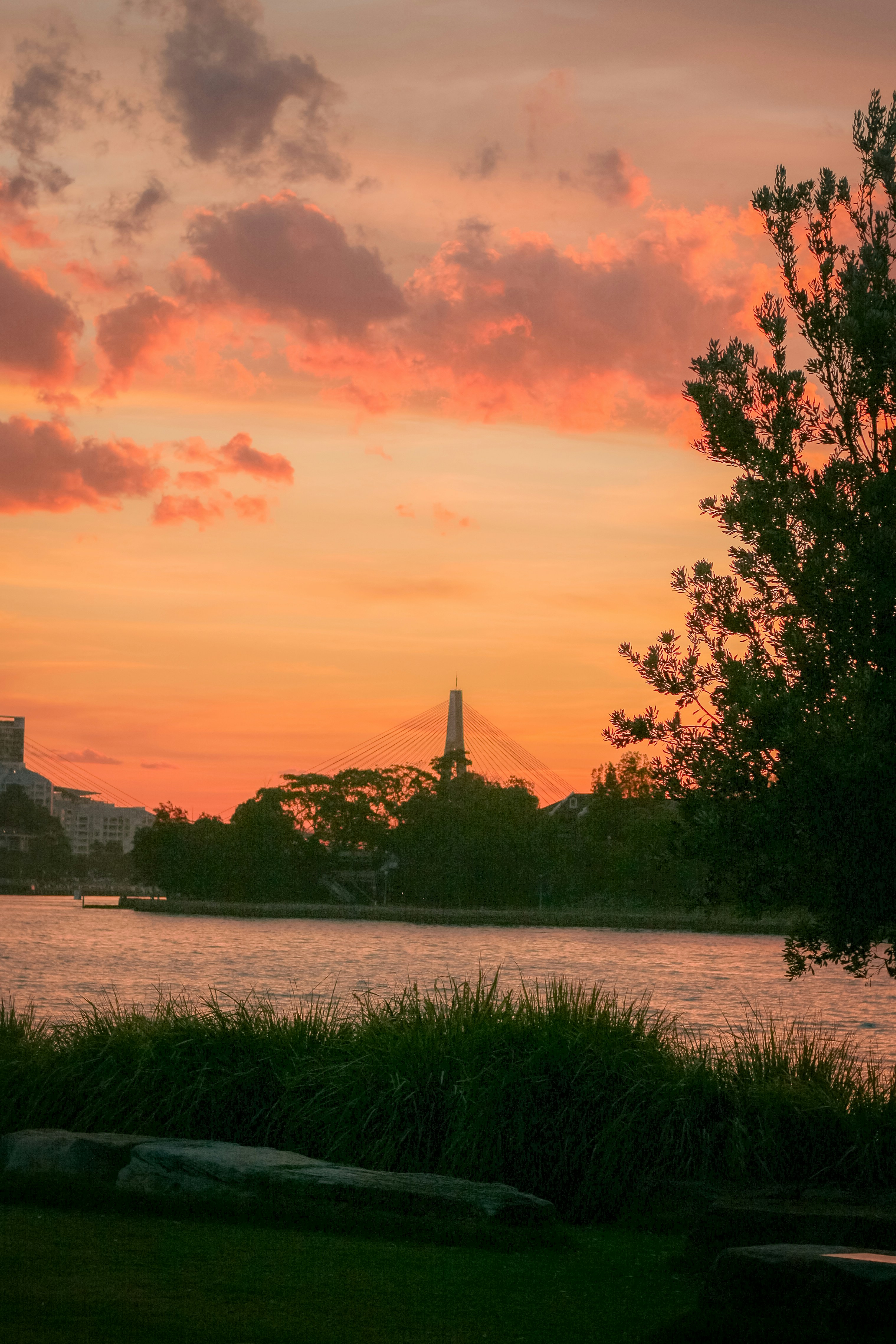 Sunset Over Riverscape with Silhouetted Trees and Cable-Stayed Bridge
