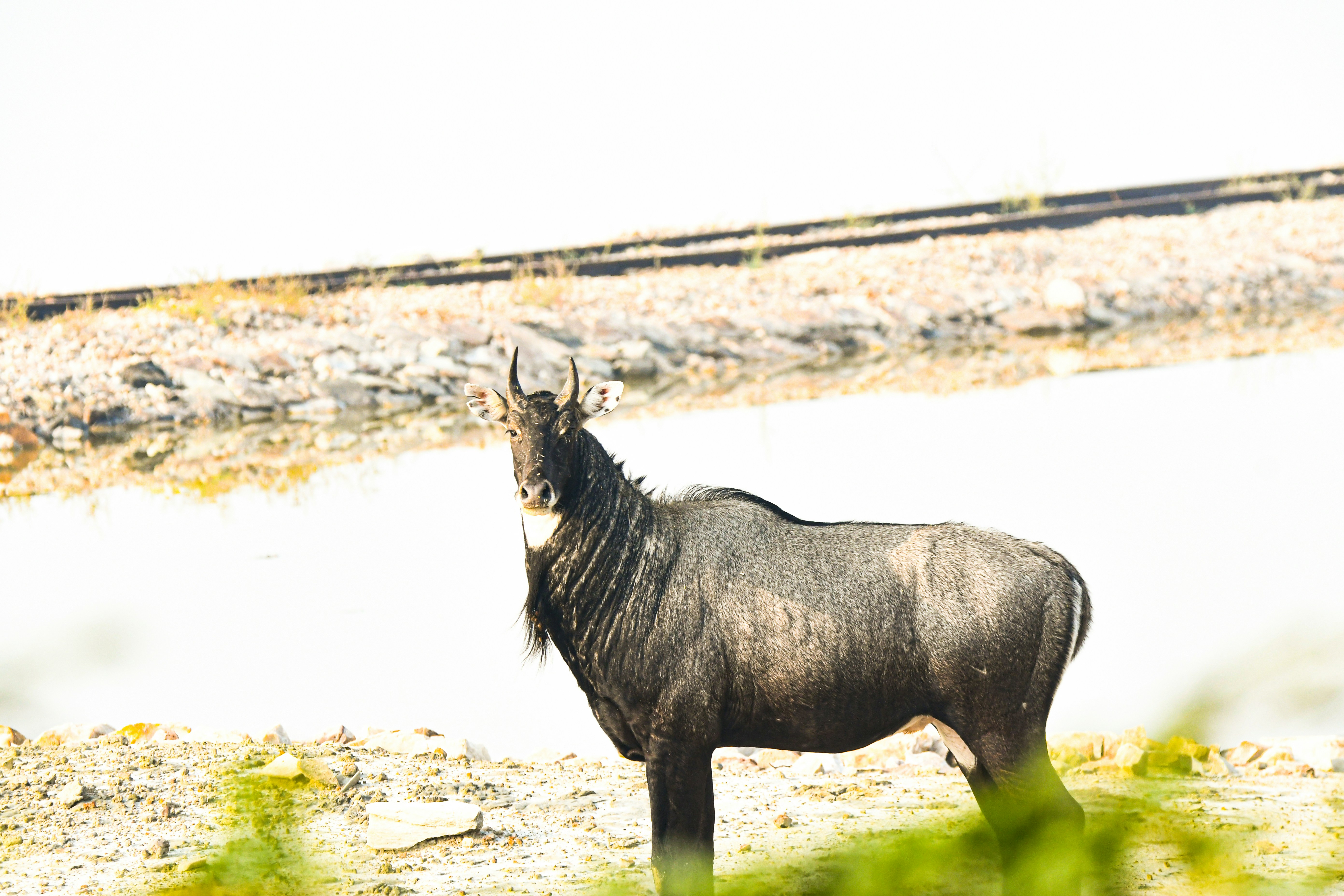 Dark Stature on a Dune: Wildebeest Portrait in Bright Light
