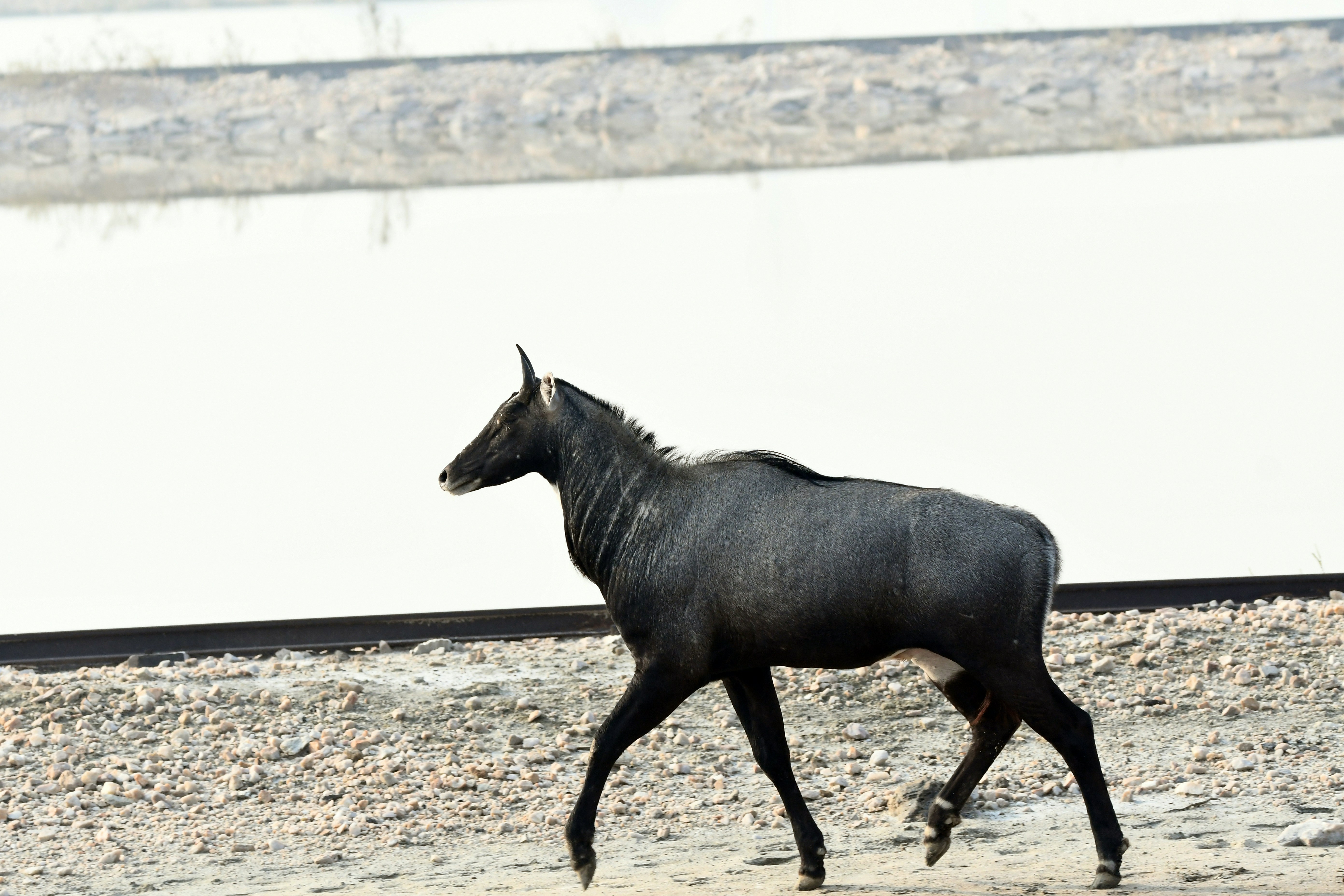 A dark-colored antelope walks on a gravel path. photo – Free Animal ...