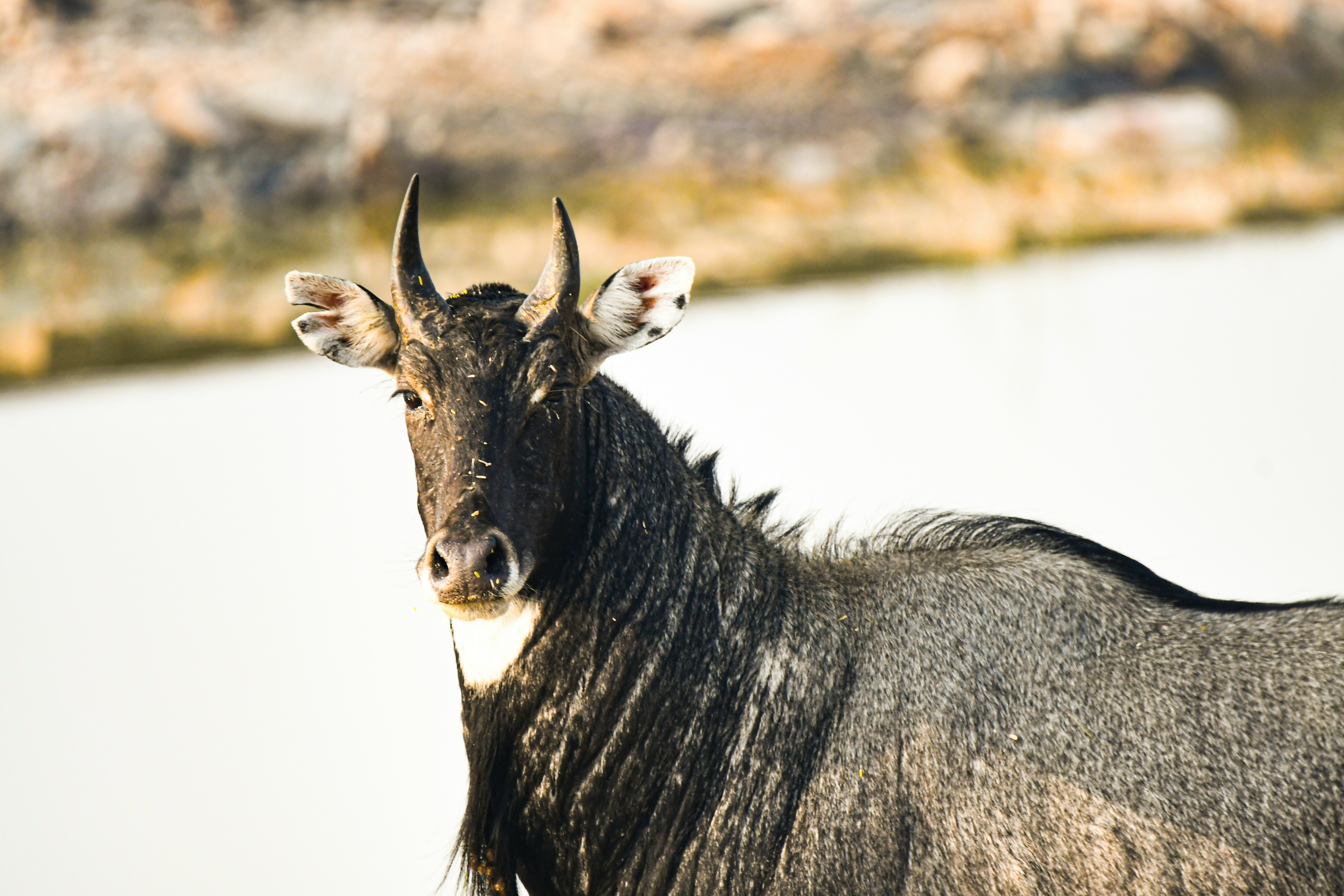 Photo by Amit Rai with Nikon D7500