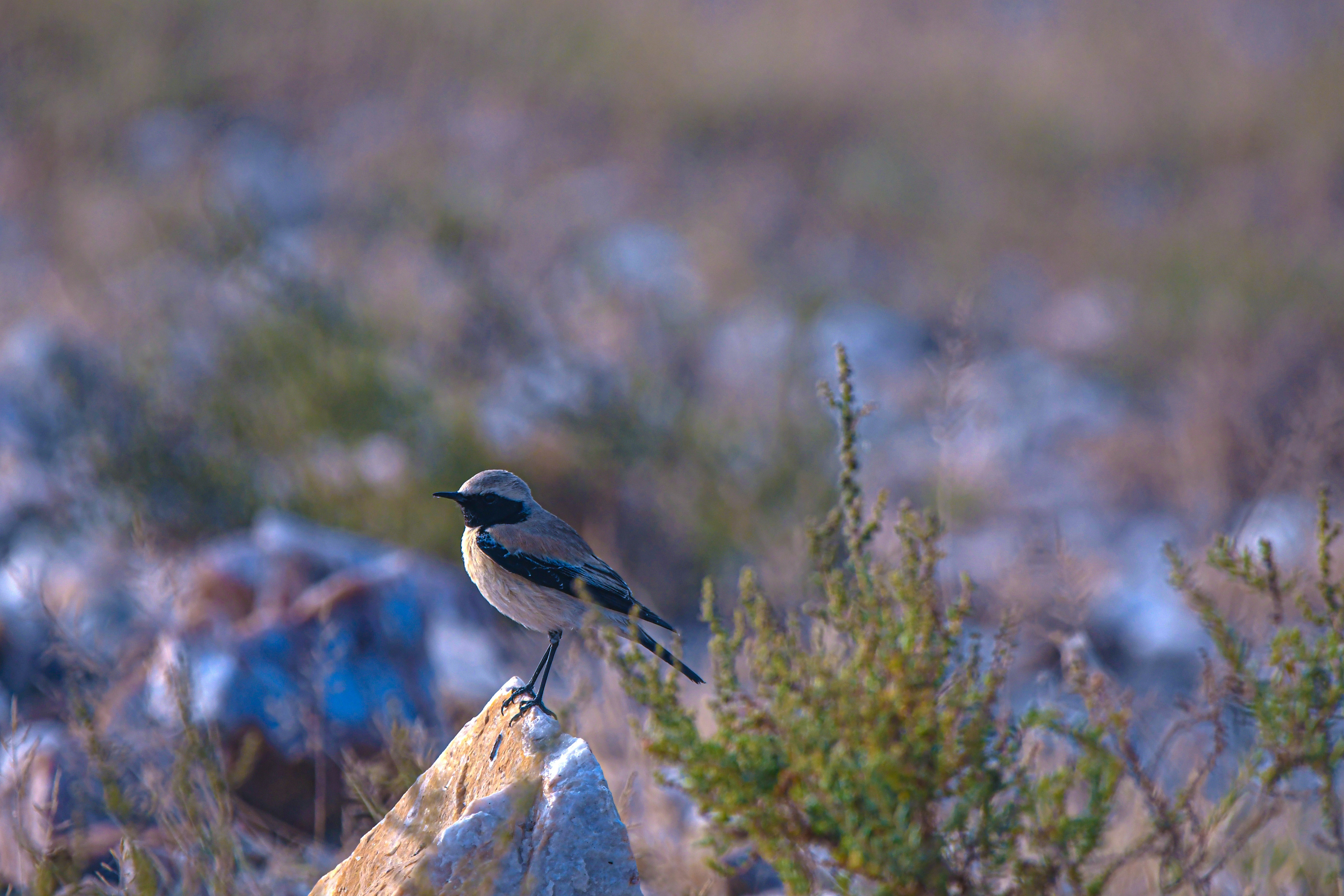 Sparrow Perched on a Weathered Rock in Sunlit Brush
