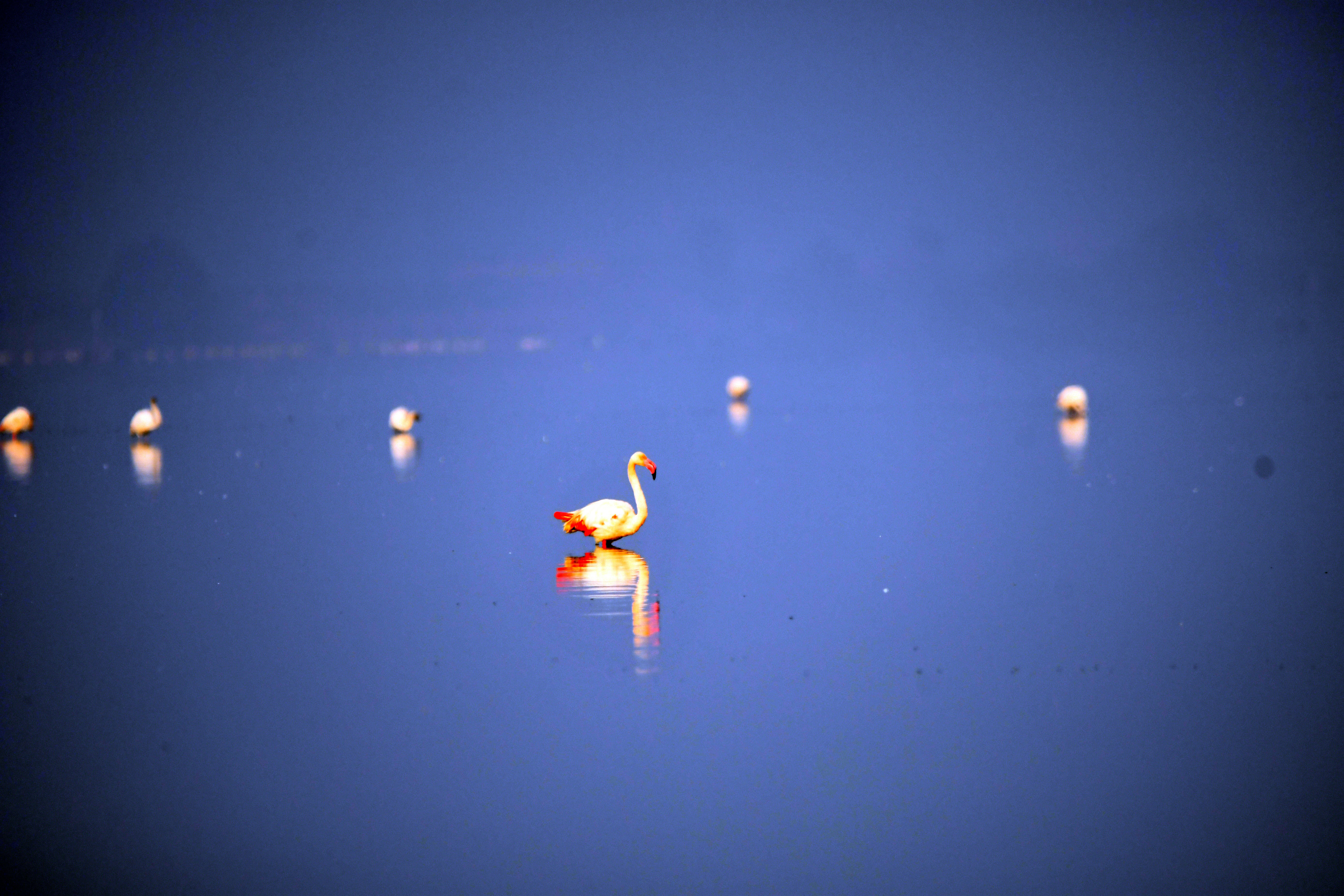 Solitary Egret on Neon Blue Waters