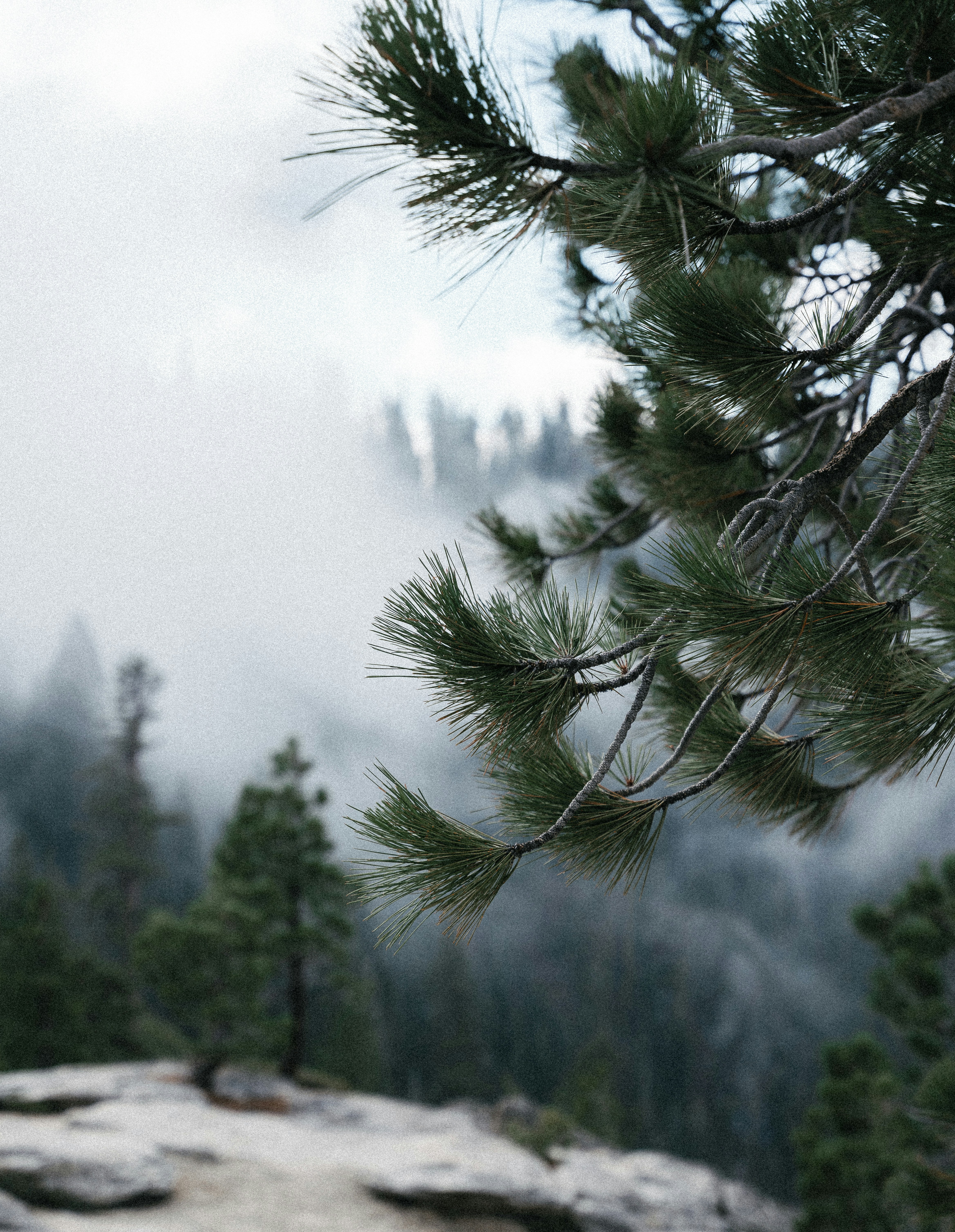 Canted Pine Branch into Misty Valley