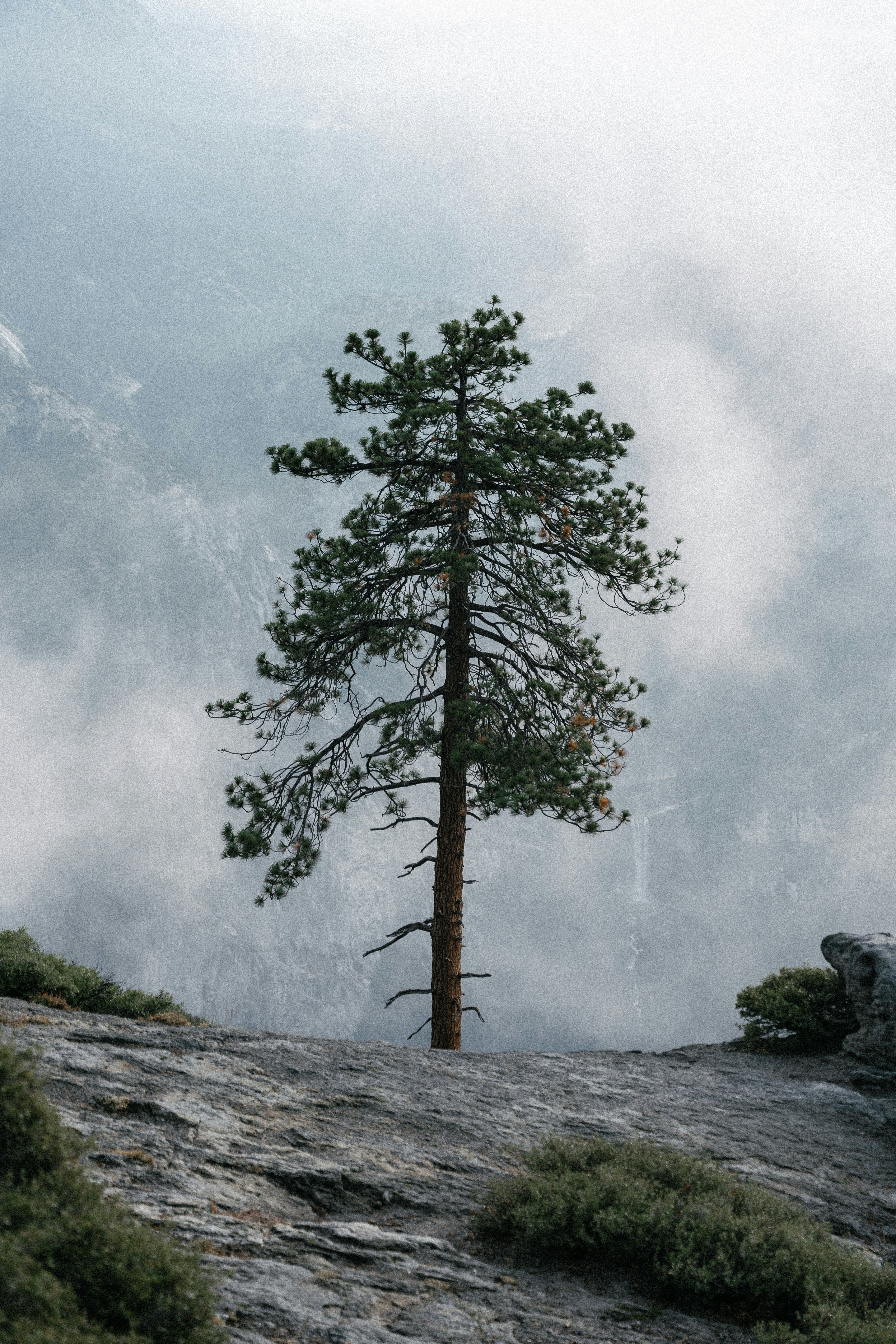 Alpine Lone Pine Standing Against Misty Vistas
