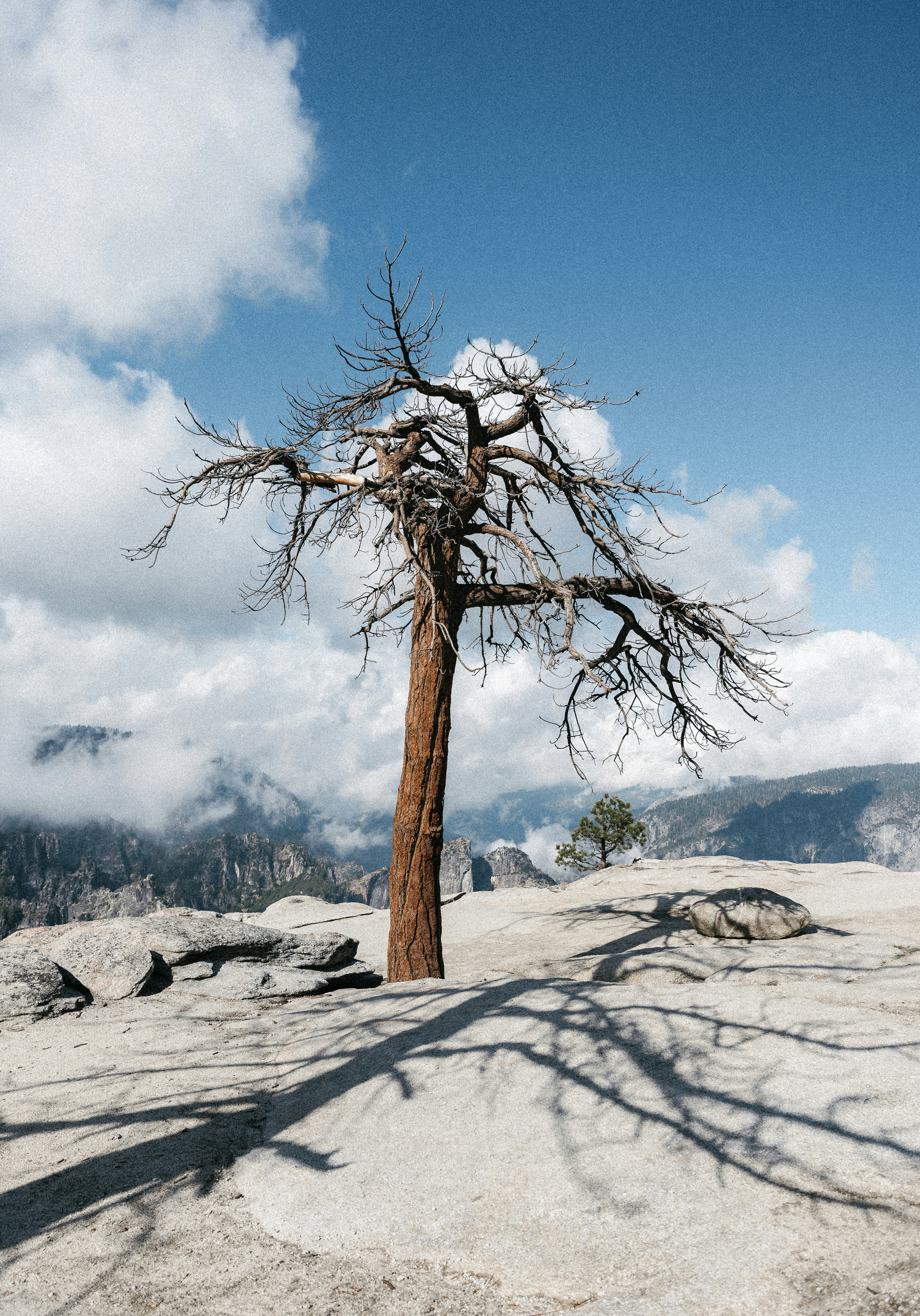 The Silent Sentinel: A Weathered Giant Against Alpine Skies