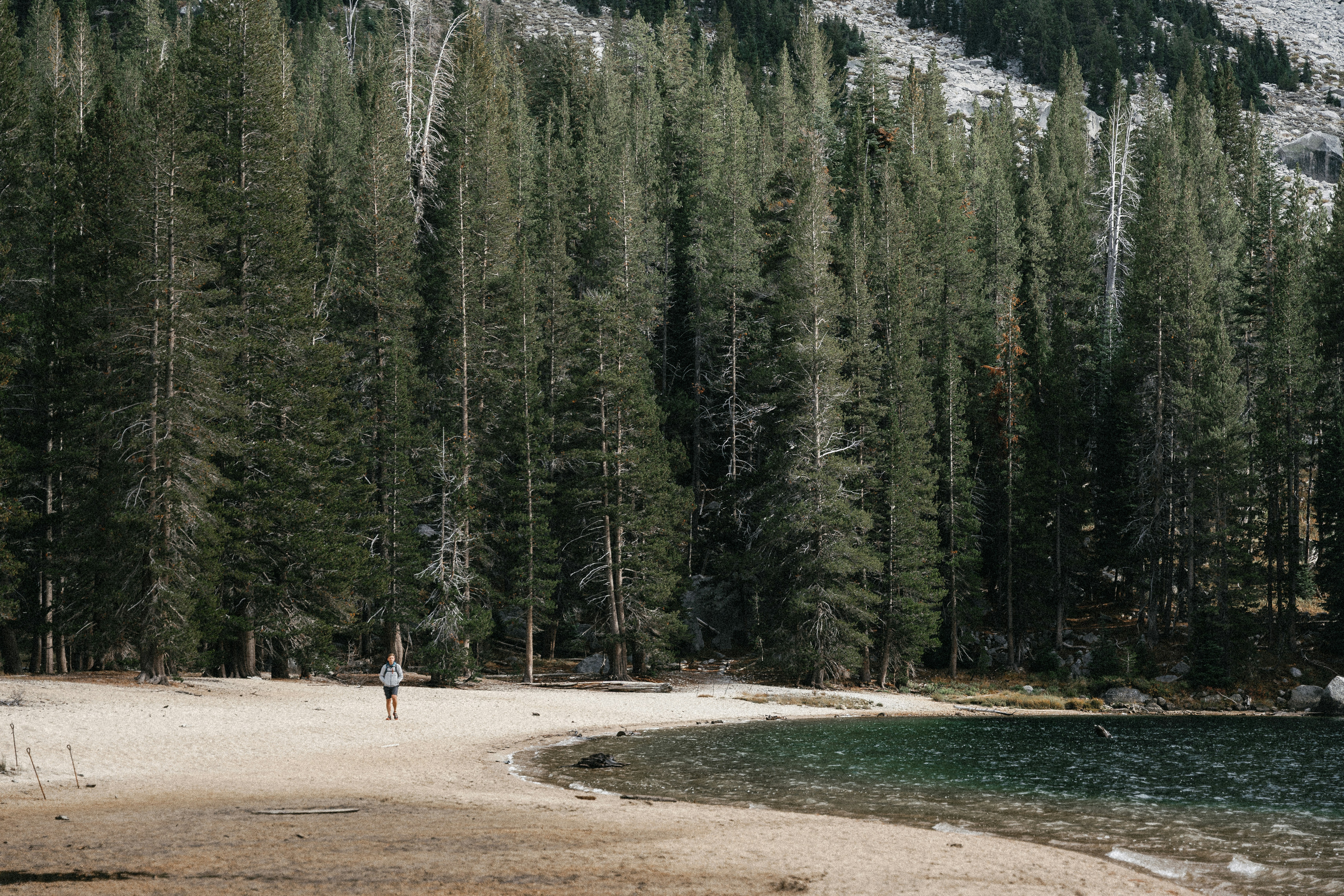Solitary Hiker on the Lake Shore Beneath a Pine Forest