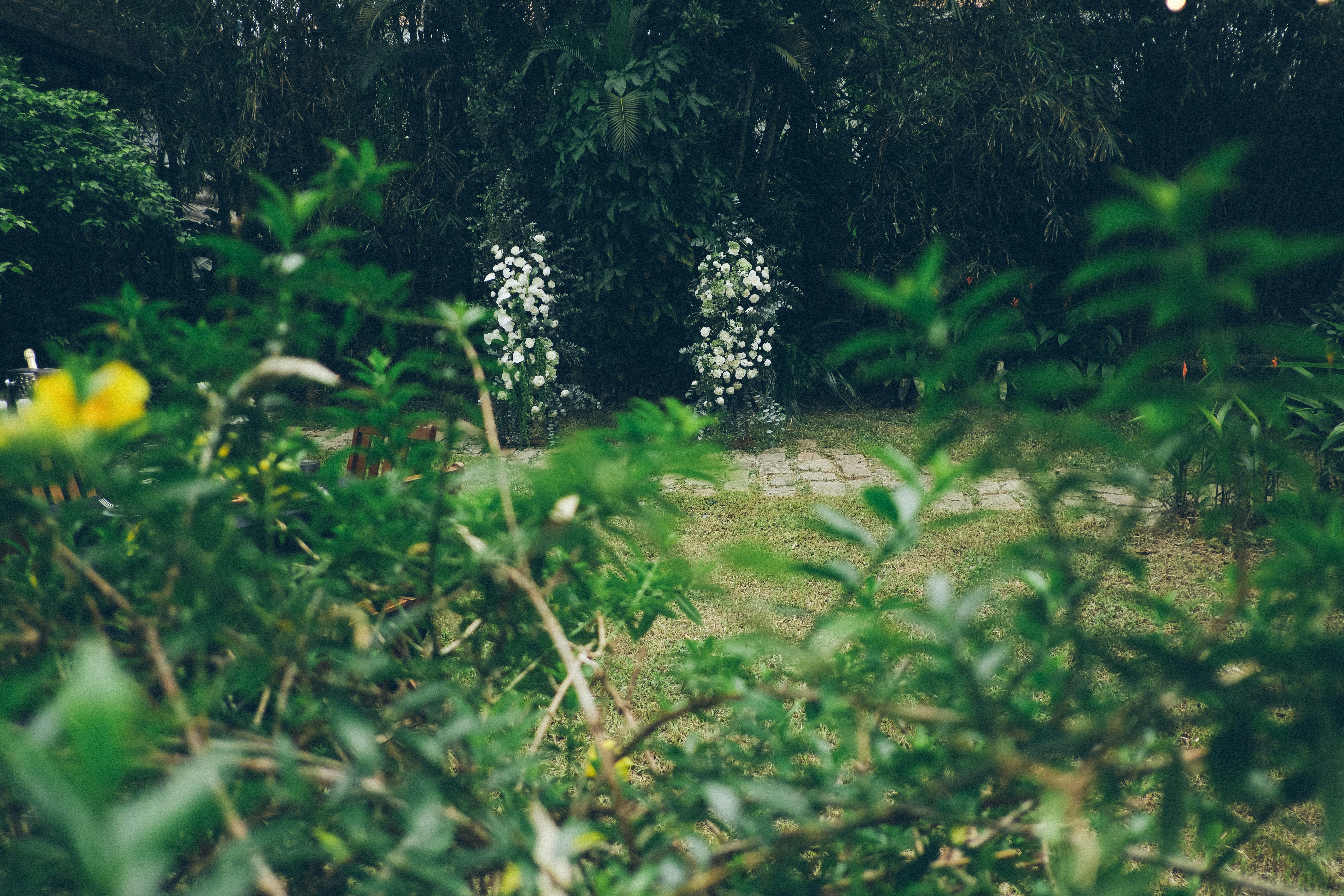 Green foliage with white flowers in a garden.