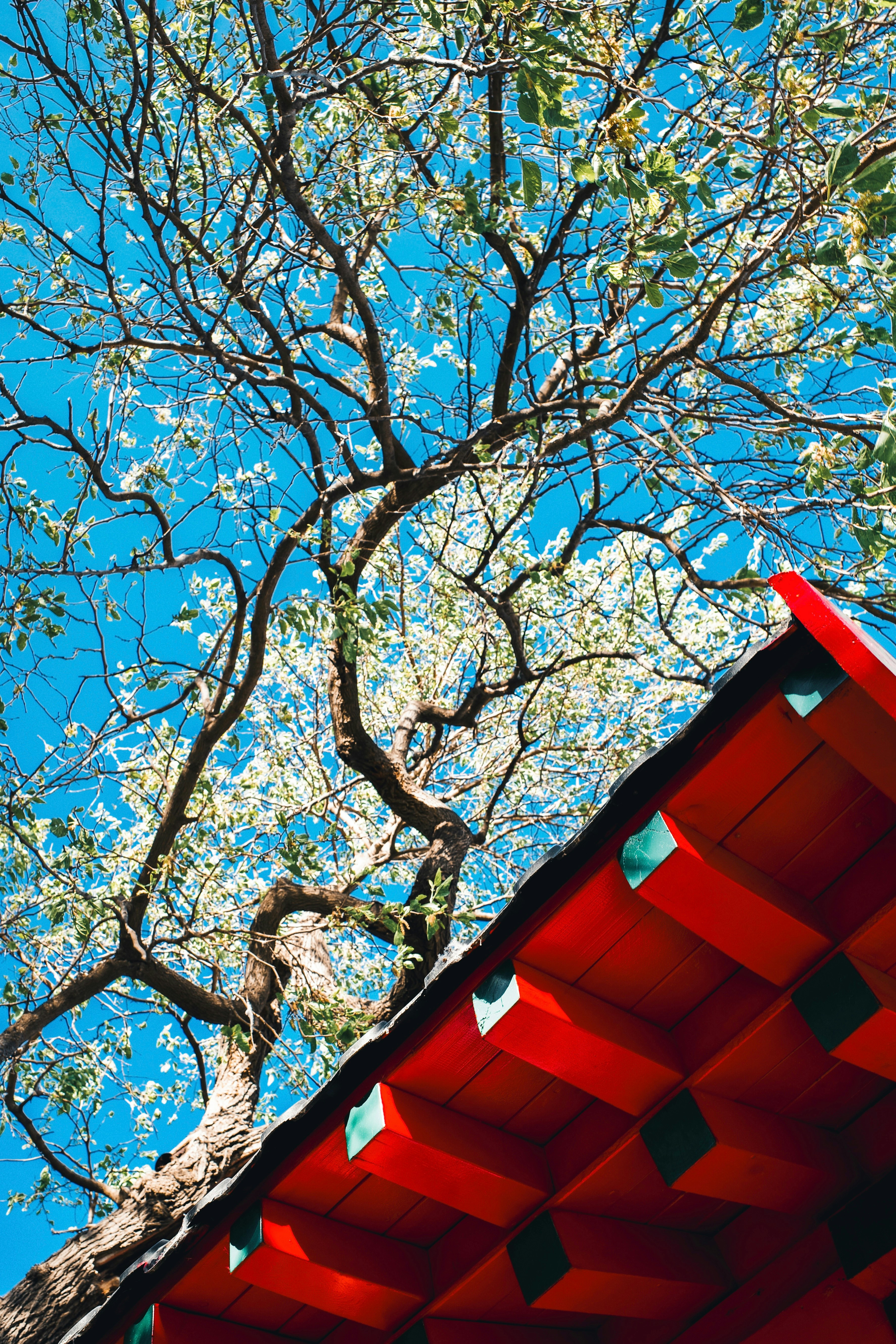 Branching Skyline: A Red Roof Framing the Blue