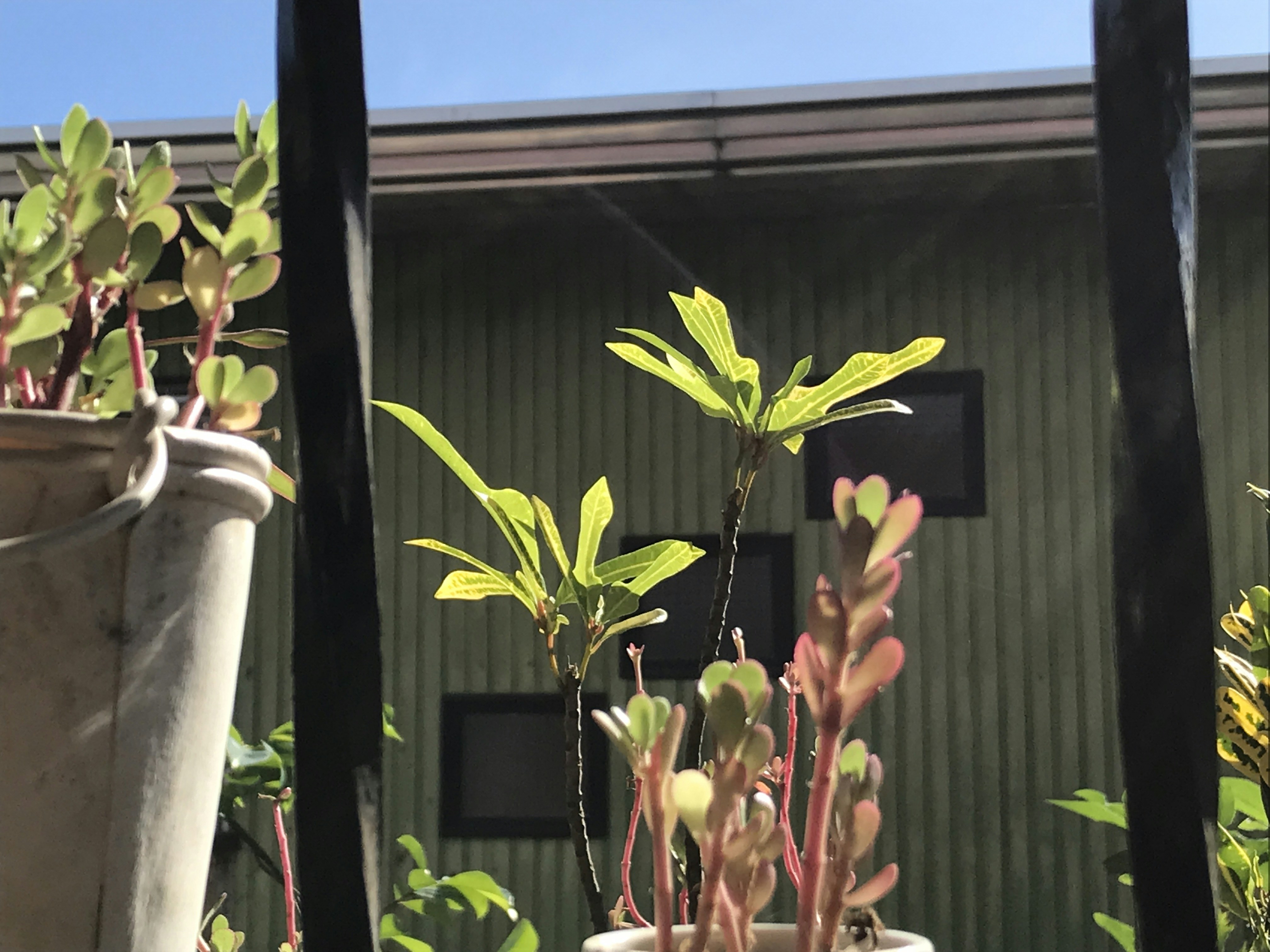 Photo by Lhar Capili with Apple iPhone 7