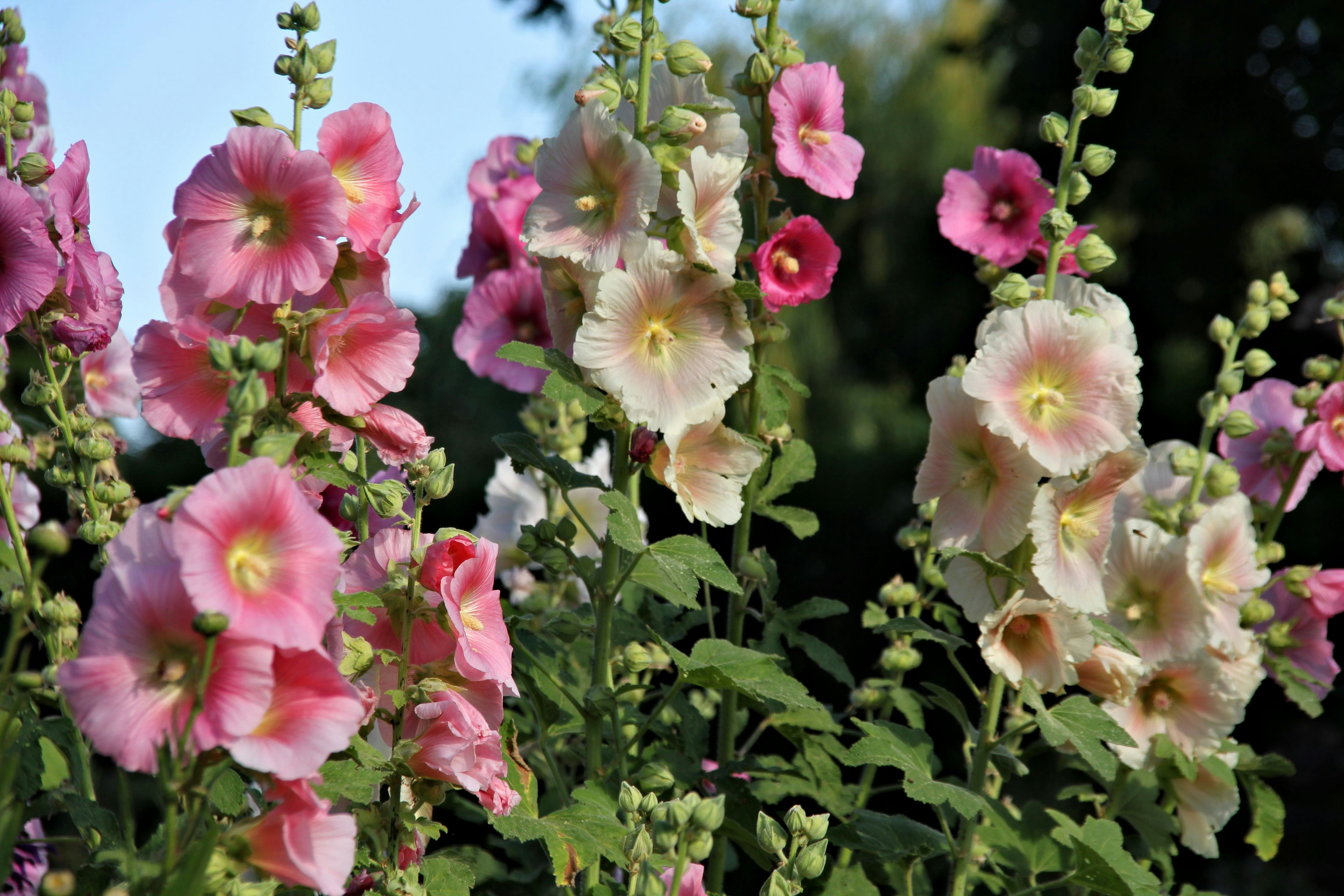 Cottage garden hollyhocks