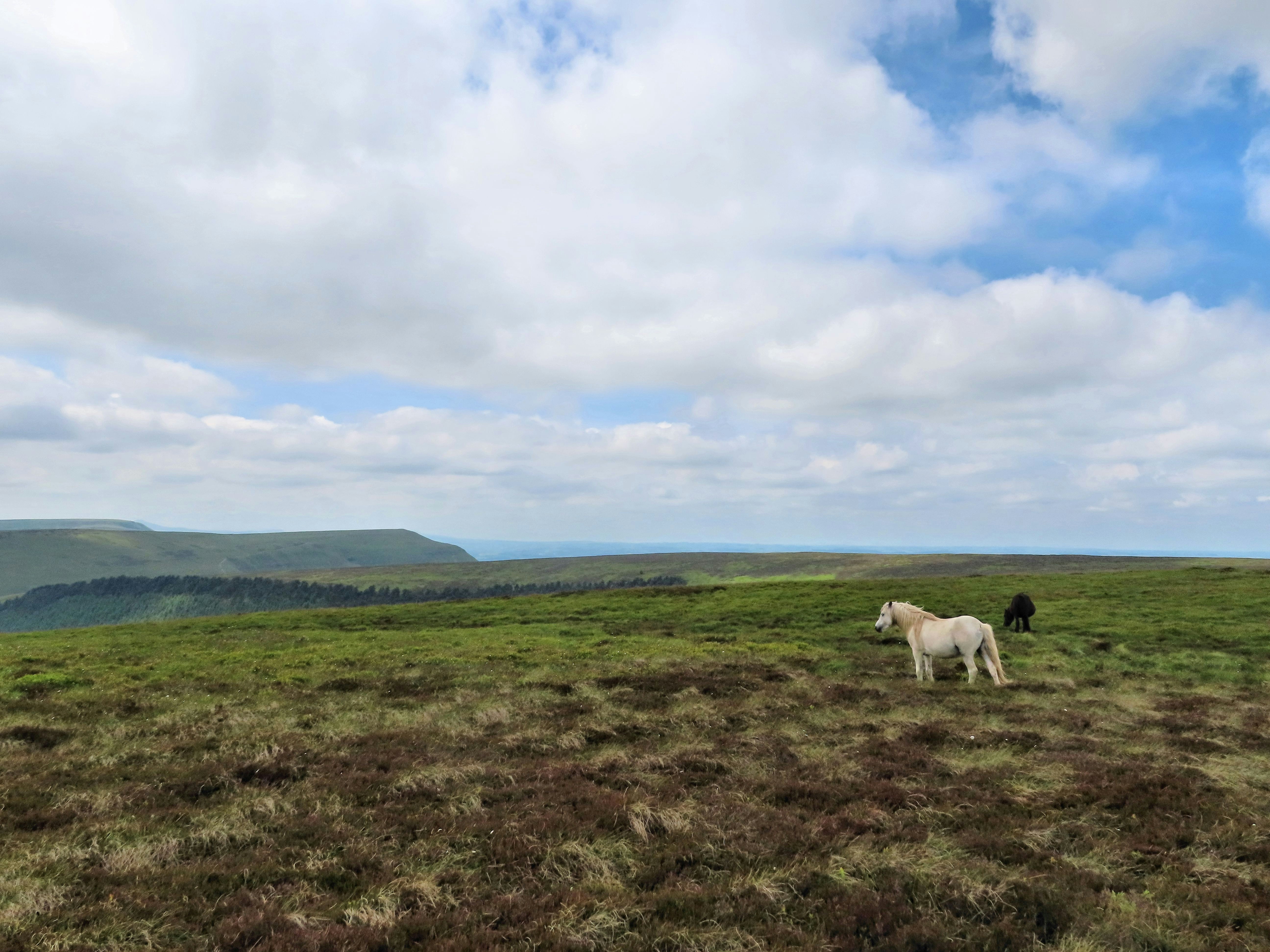 Horses on moorland in the Black Mountains, Wales, UK
