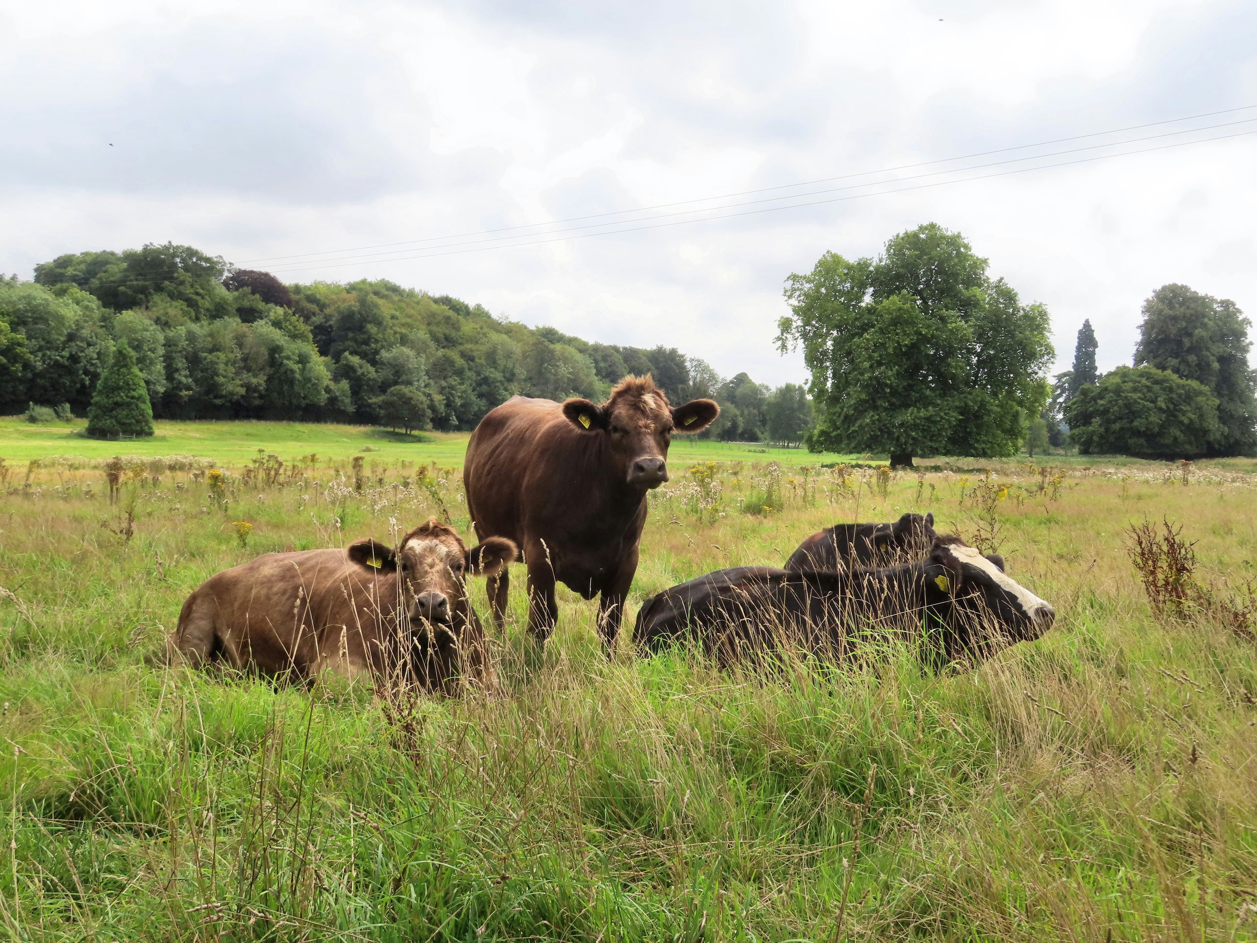 Cattle in a meadow