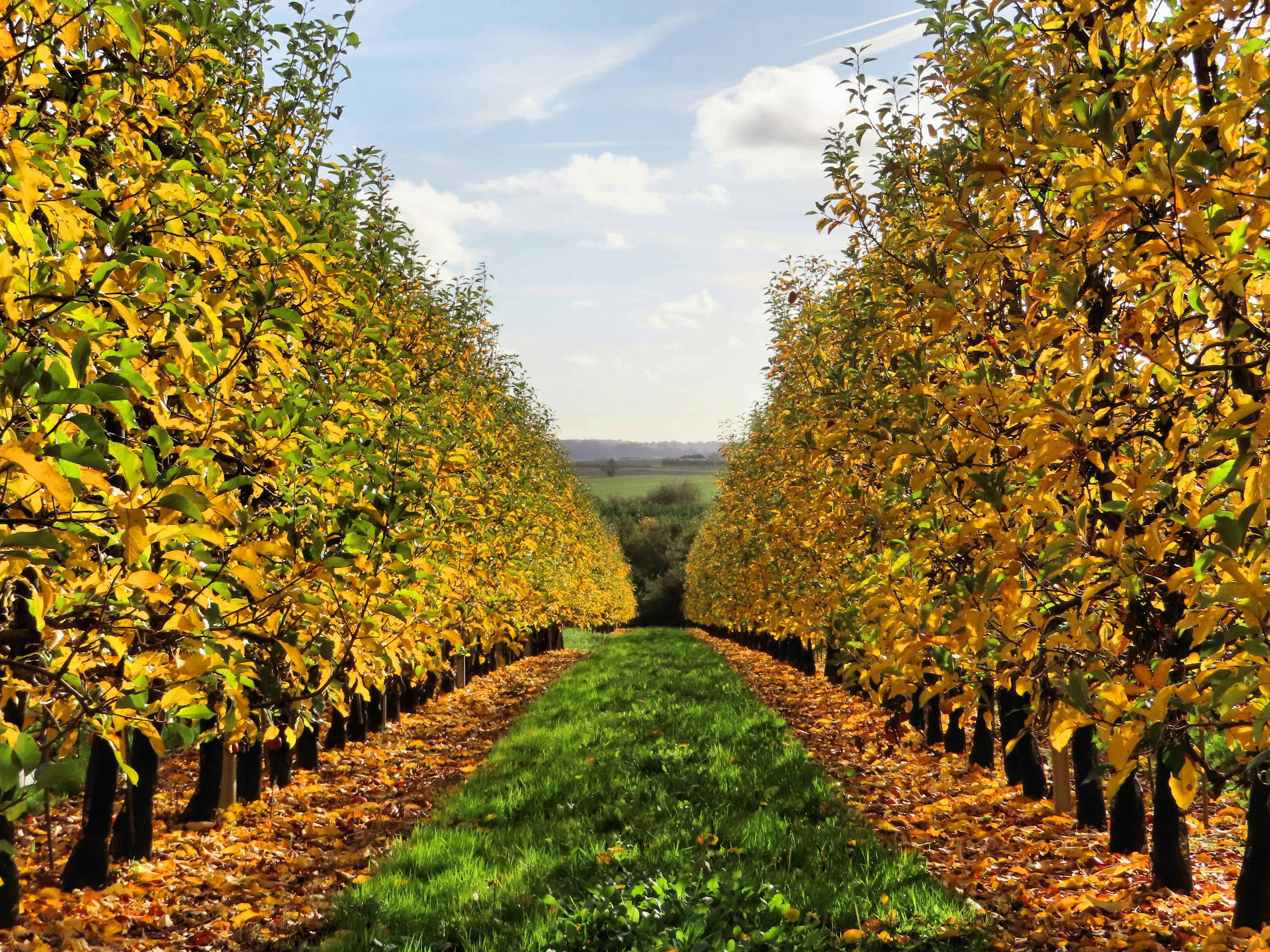 Autumn in a Kentish orchard