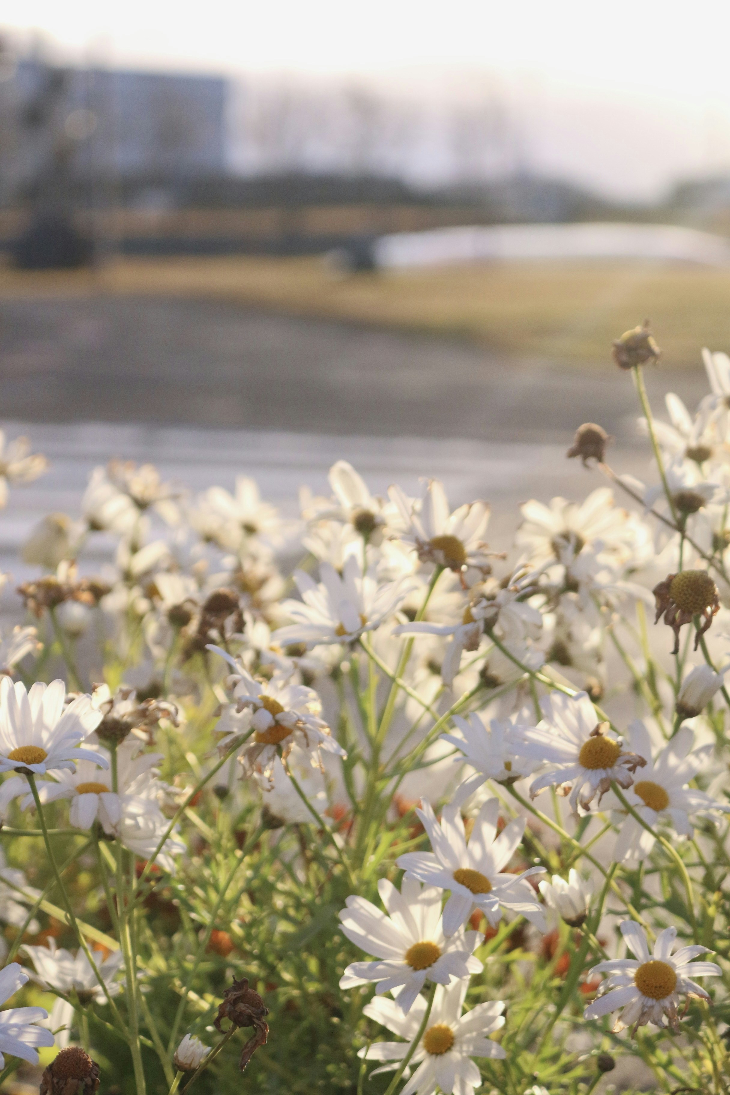 Photo by nee k with Canon EOS 70D