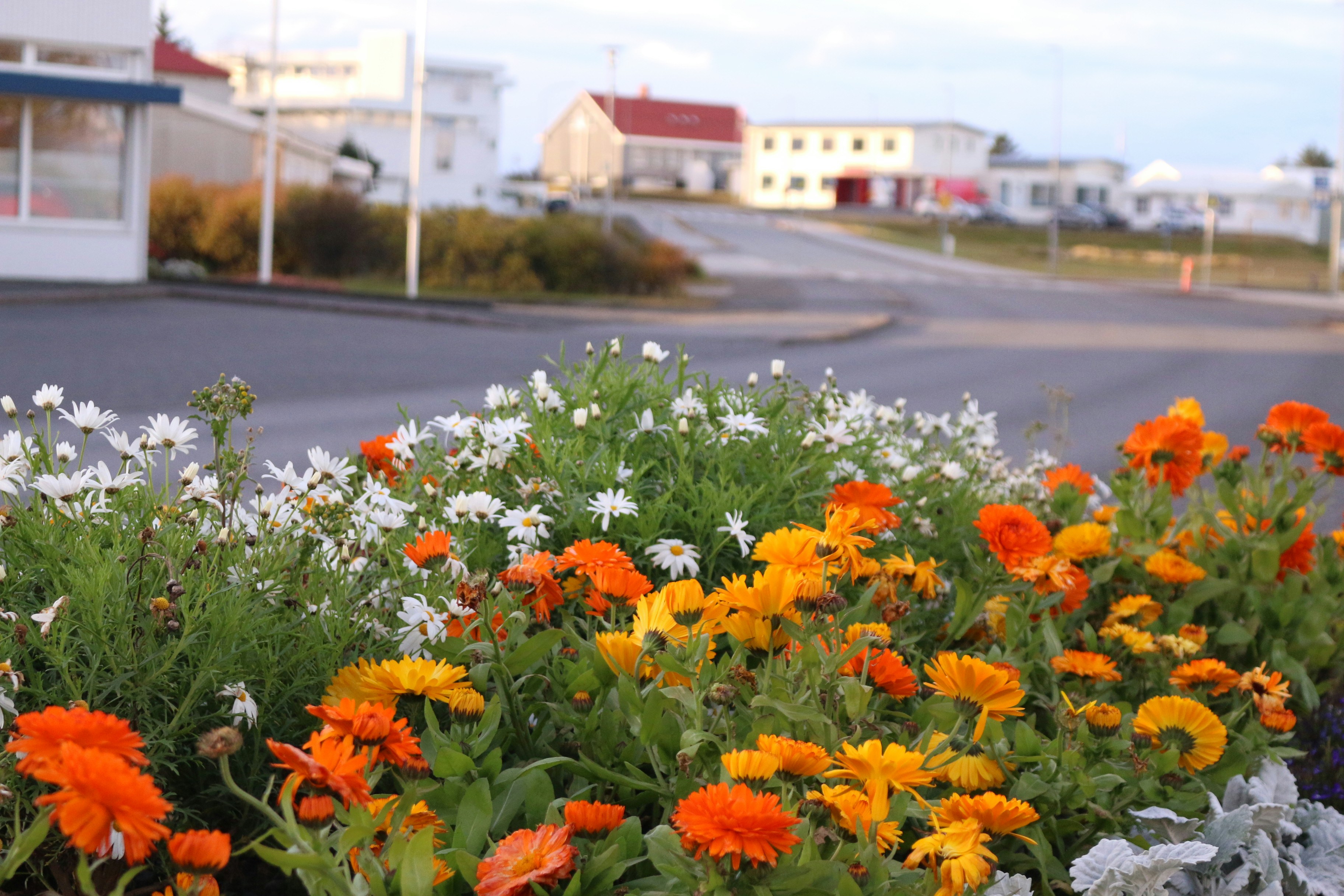 Photo by nee k with Canon EOS 70D